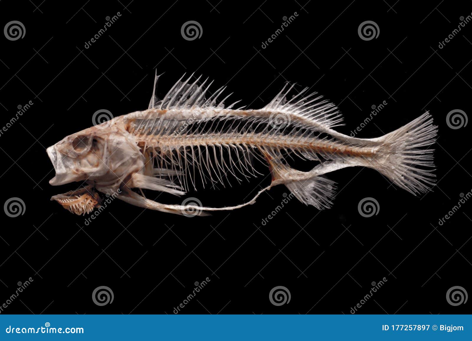 Bony Fish Anatomy