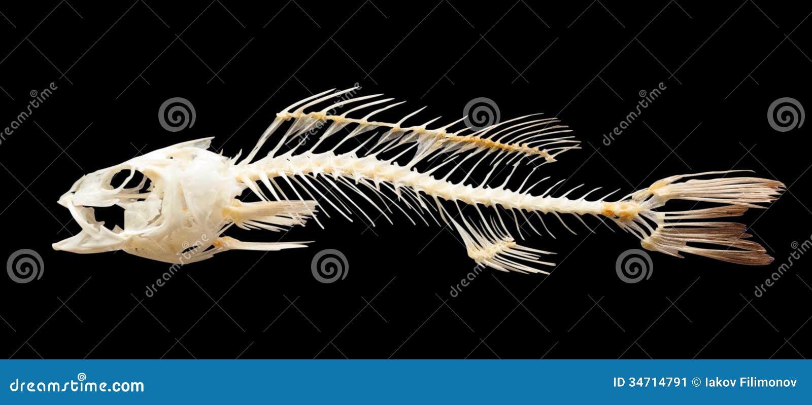 Catfish Skeleton Logo