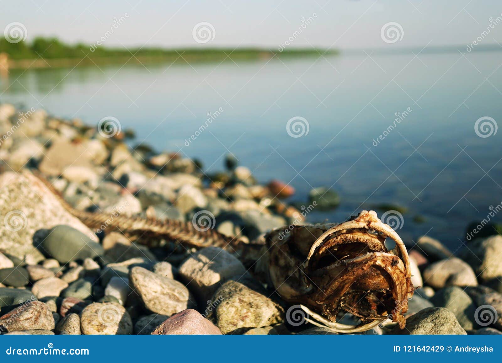 Skeleton of Fish Lying on Stones Stock Image - Image of ocean, elements ...