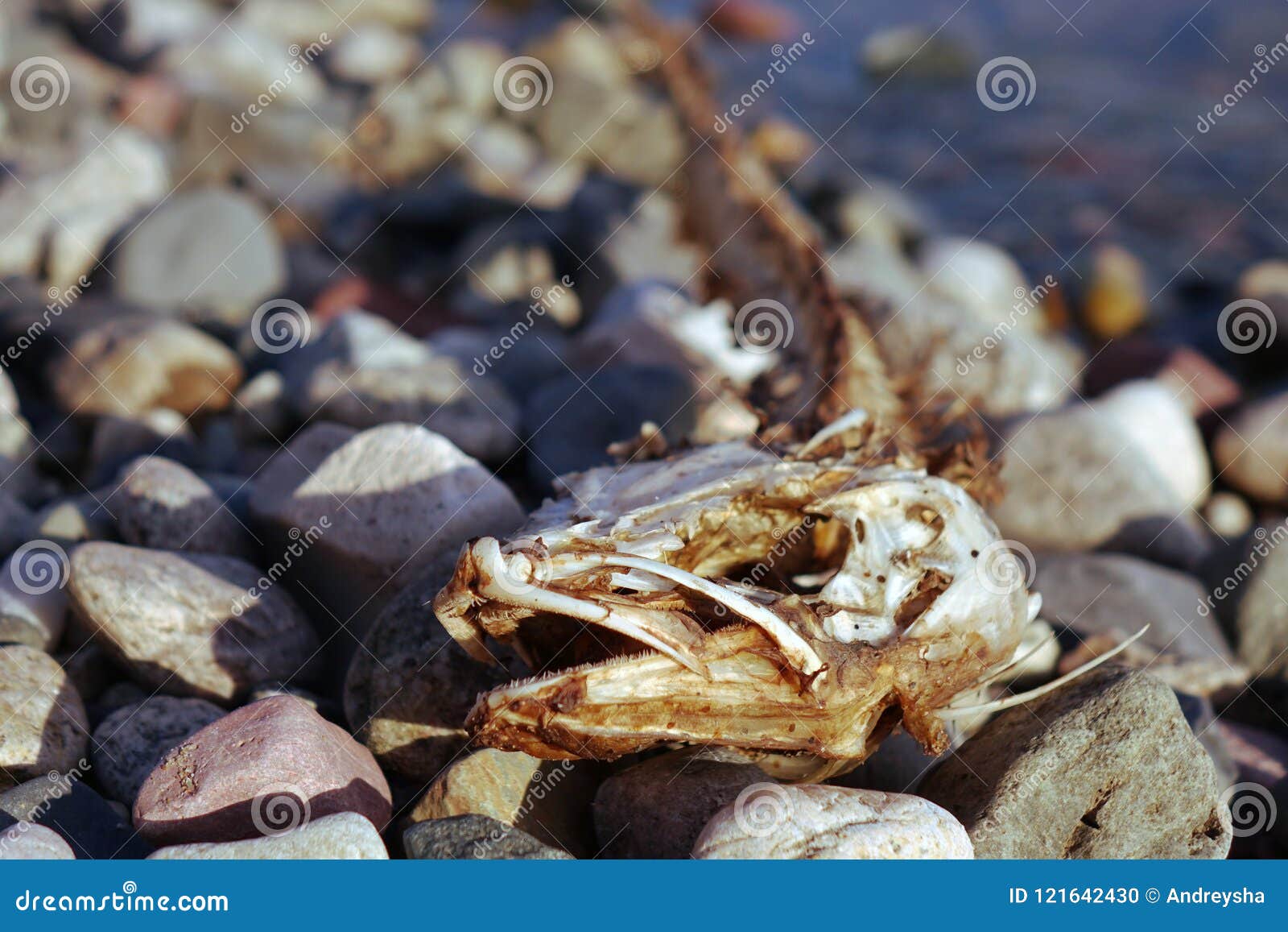 Skeleton of Fish Lying on Stones Stock Photo - Image of deadanimal ...