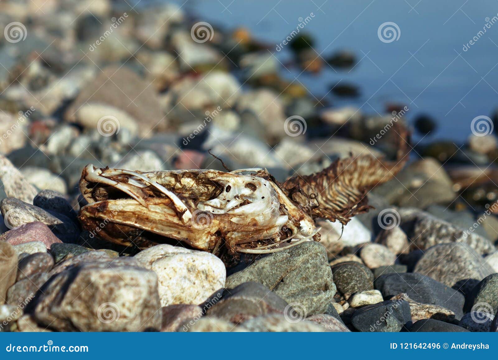 Skeleton of Fish Lying on Stones Stock Photo - Image of ecosystem, blue ...