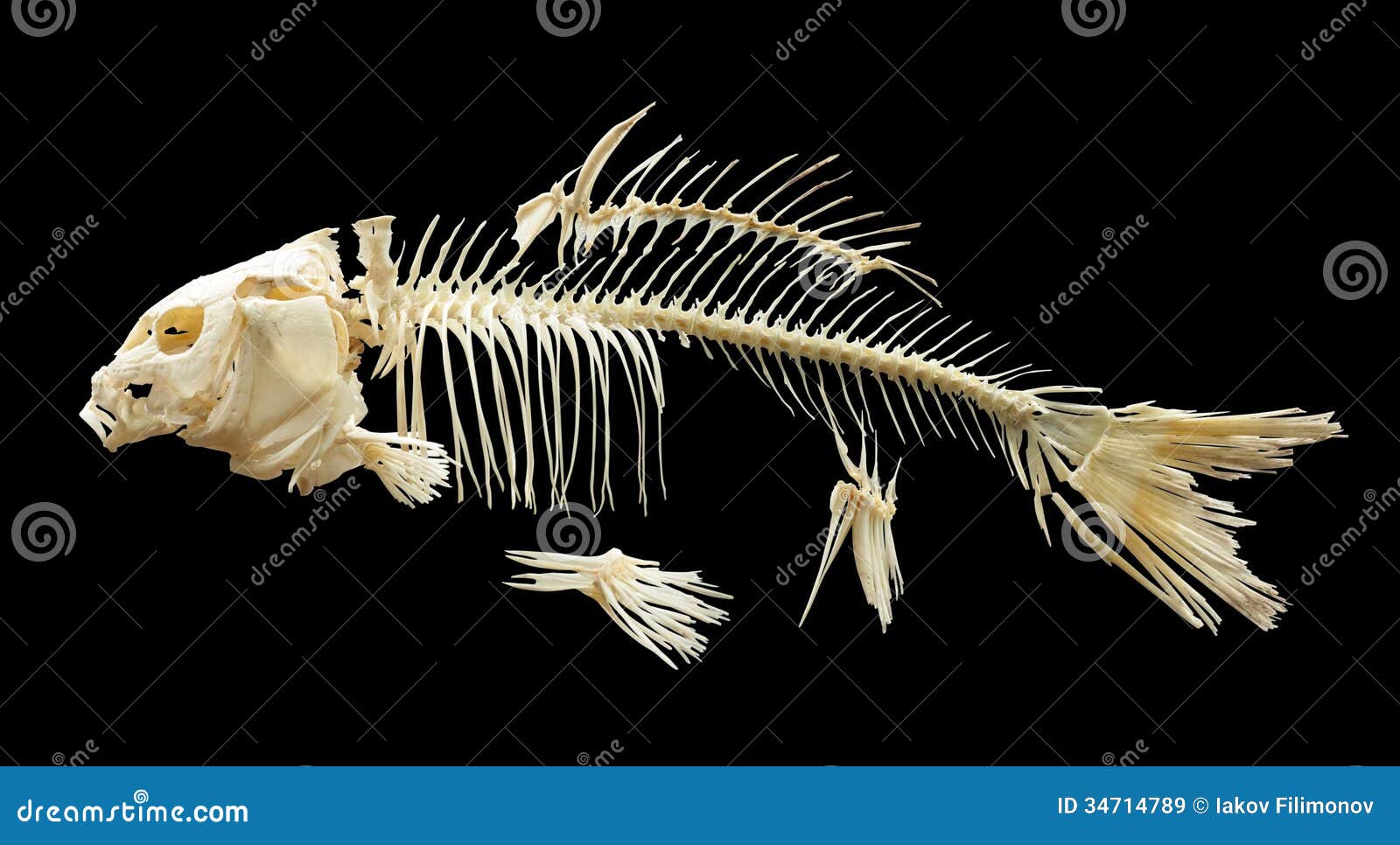 Skeleton of Fish Over Black Stock Image - Image of animal, full: 34714789