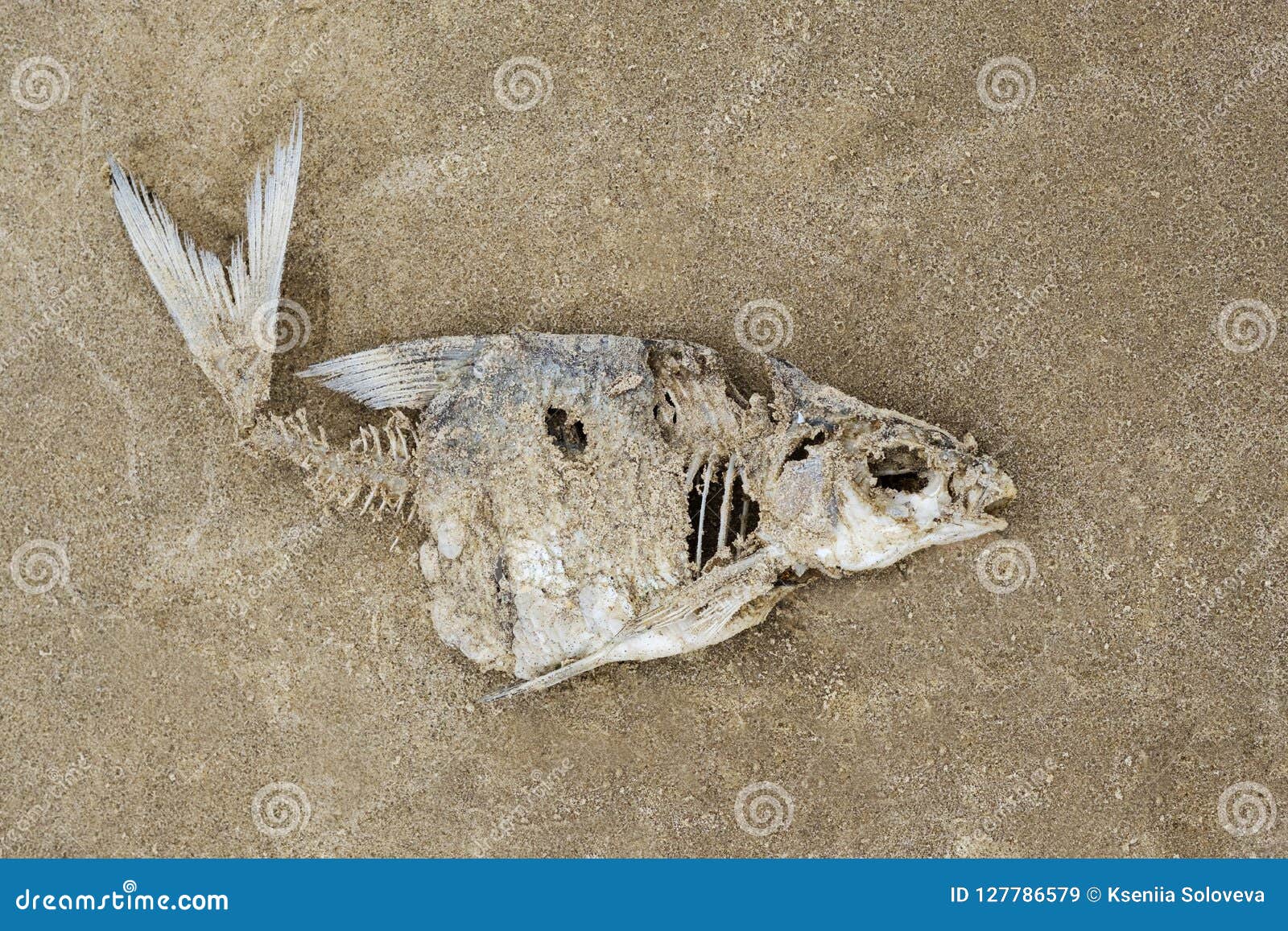 Skeleton of Fish in the Sand. Ecological Problems Stock Image - Image ...