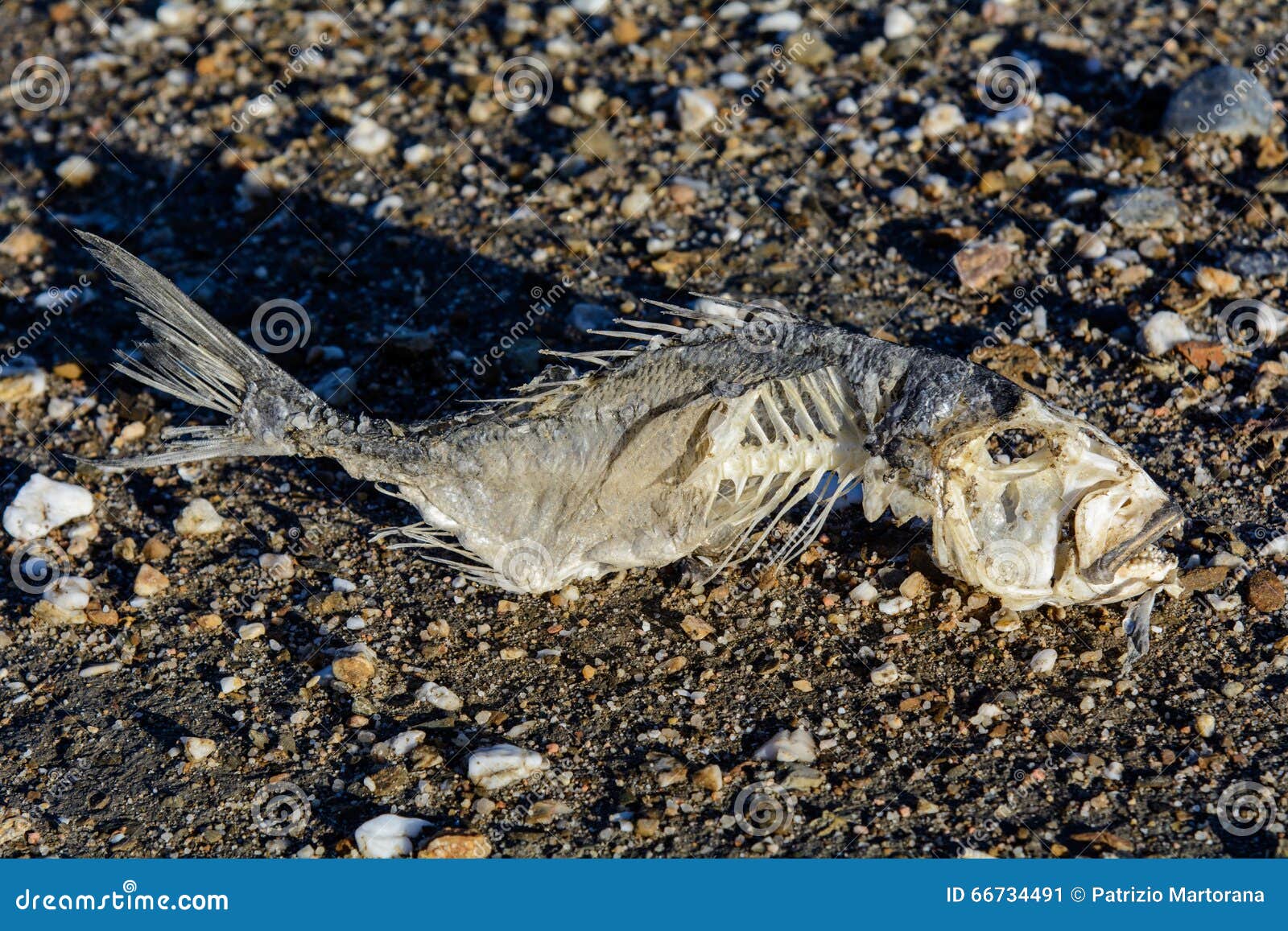 Skeleton Fish on the Sand stock image. Image of predator - 66734491