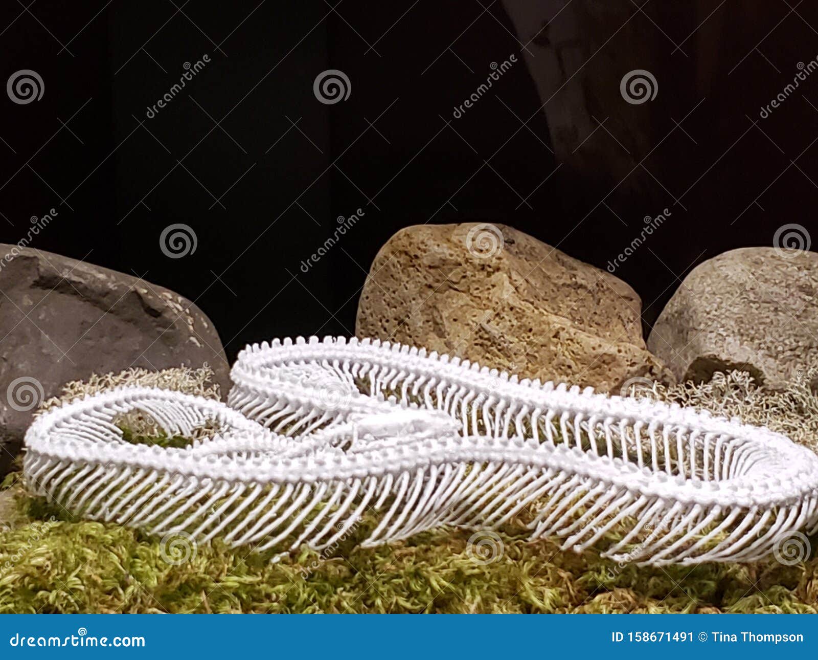 Skeleton fish stock image. Image of aquarium, fish, skeleton - 158671491
