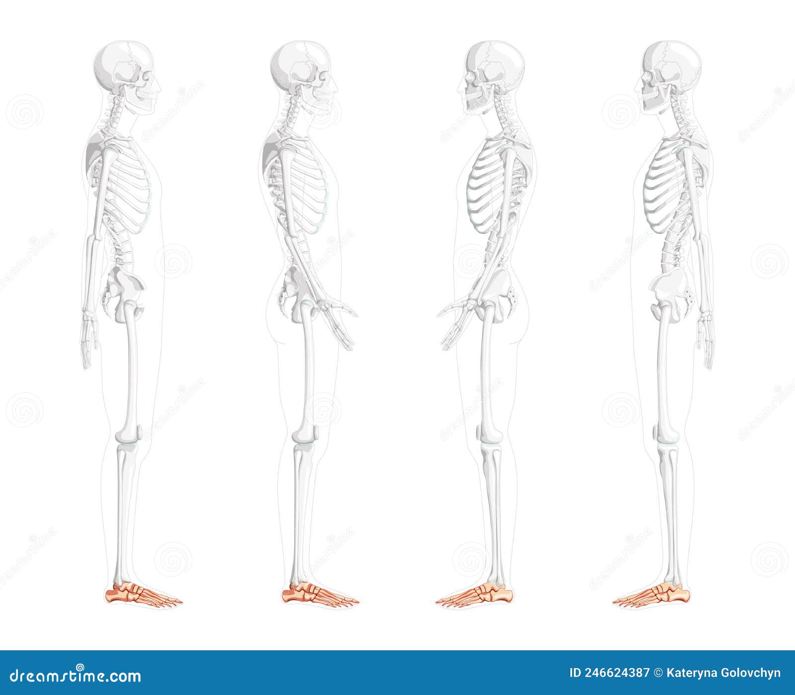 Skeleton Foot Ankle Bones Human Side Lateral View with Partly ...