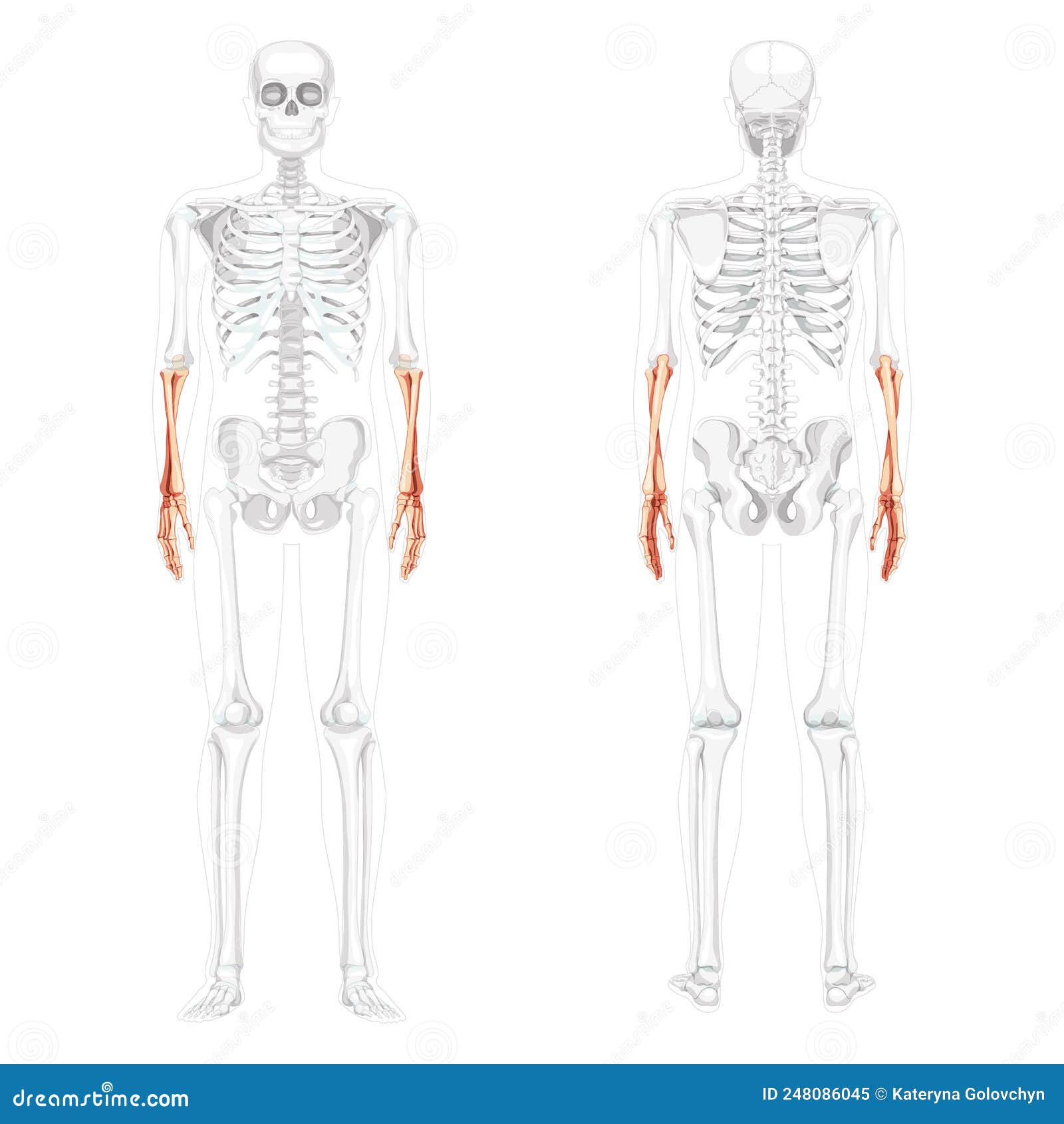 Skeleton Forearms Human Ulna, Radius, Hand Front Back View with Partly ...