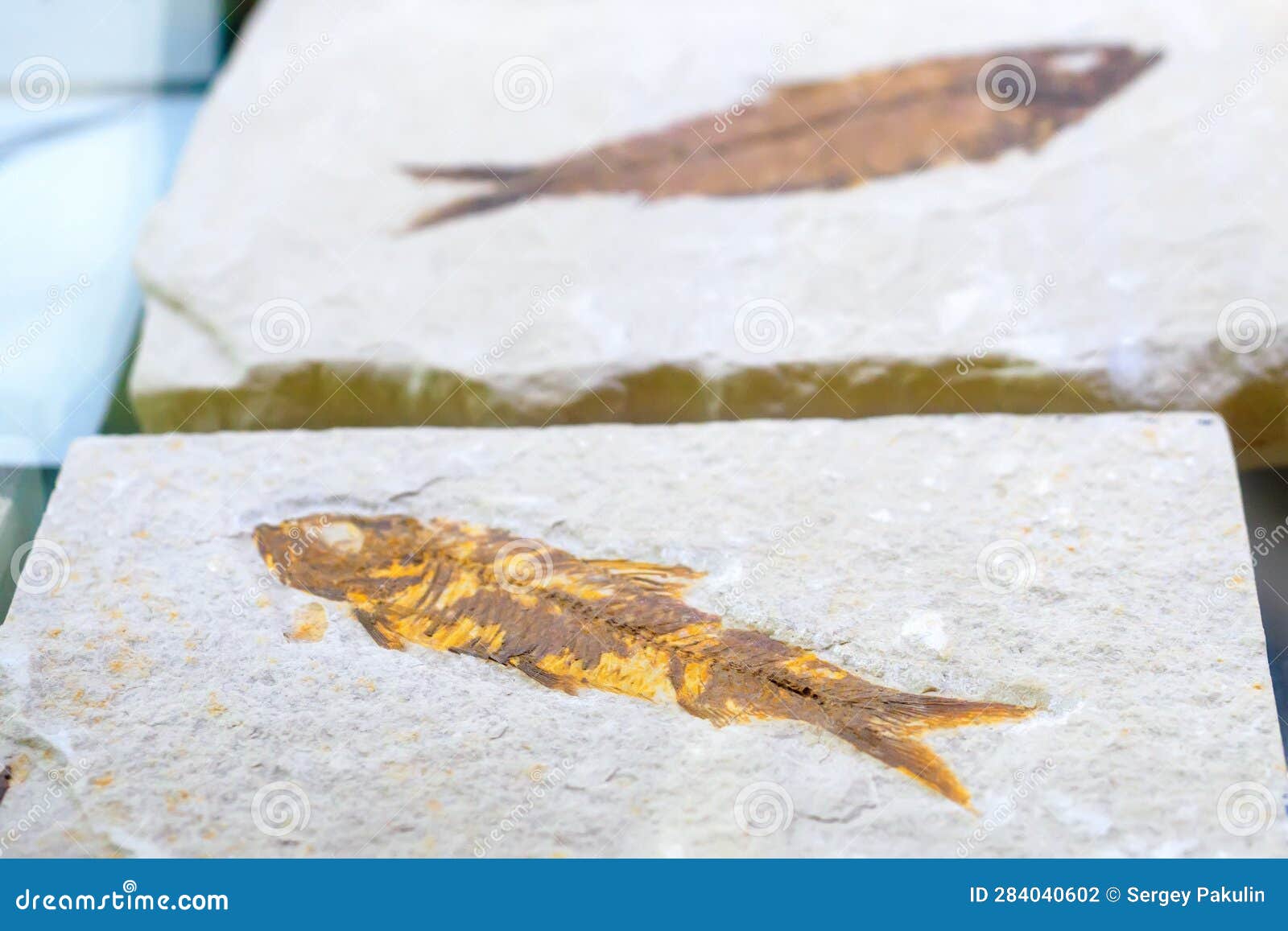 Skeleton of Fossilized Fish Imprinted in Stone. Prehistoric Artifact ...