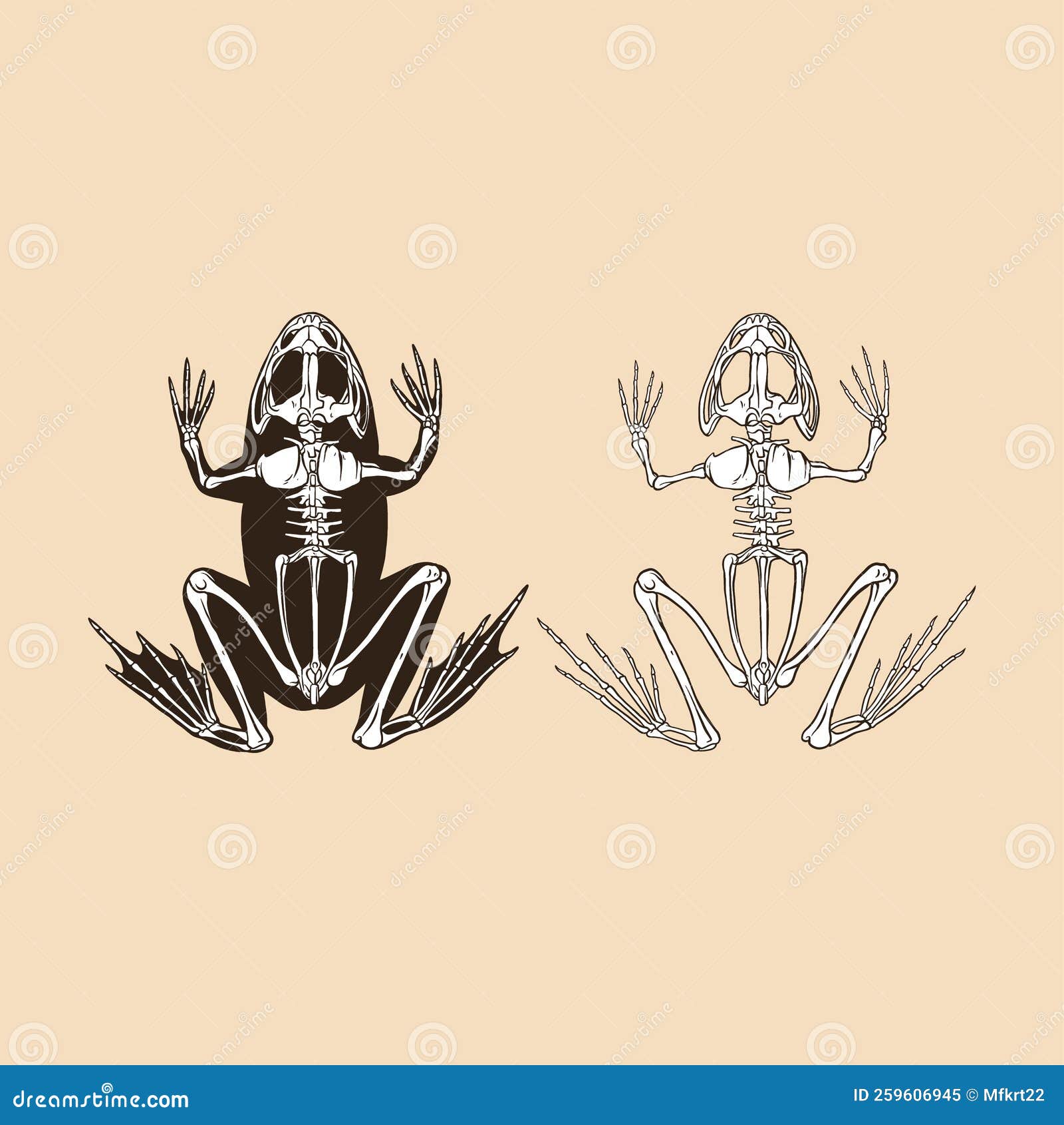 Skeleton Frog Vector Illustration Stock Vector - Illustration of ...