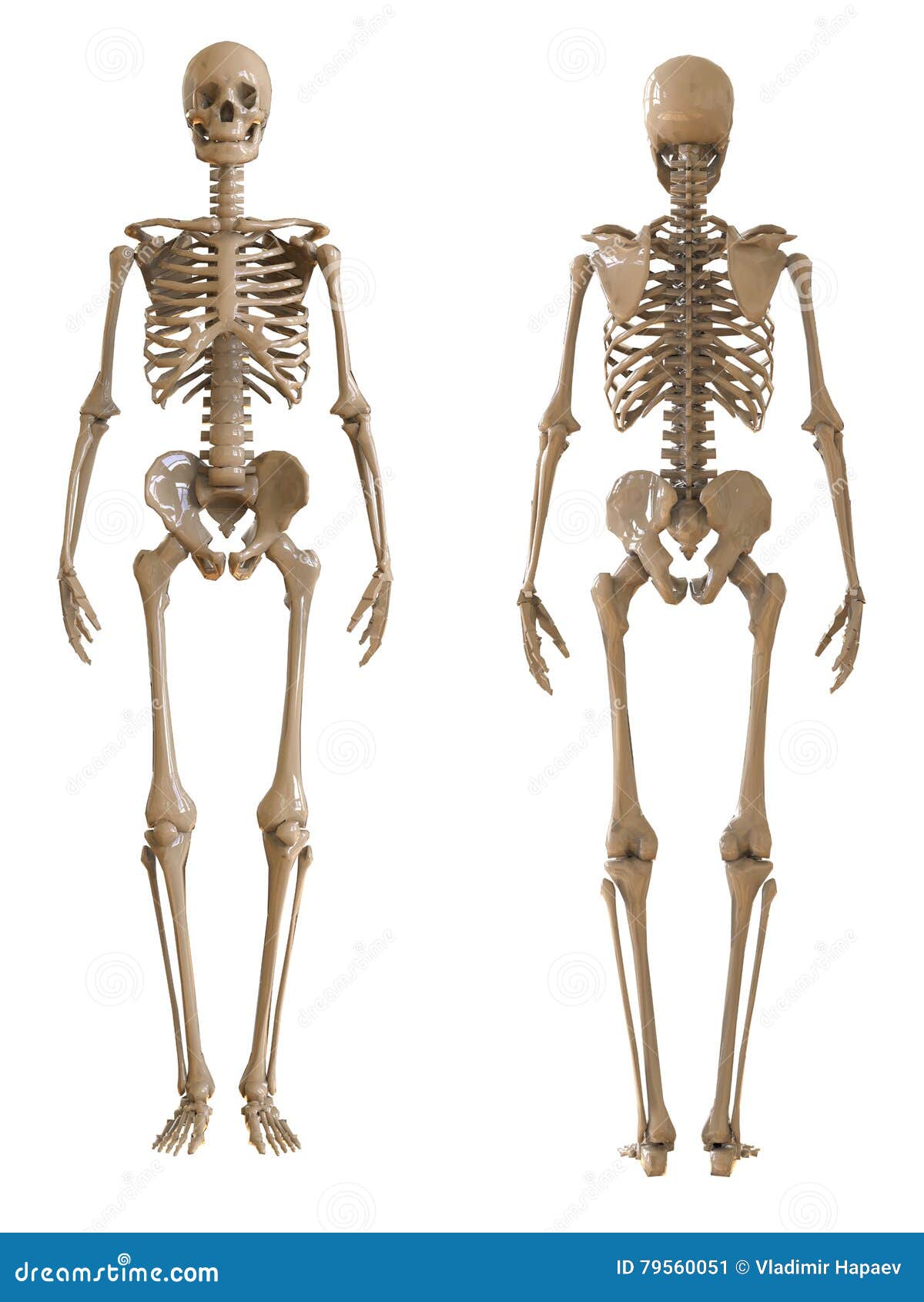 Skeleton Front and Rear View. Plastic Layout of the Human Skeleton ...