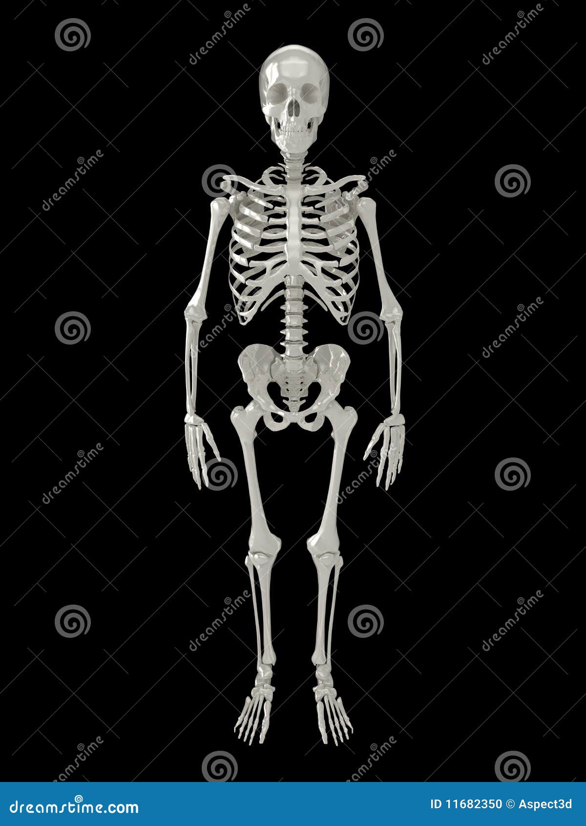 Skeleton Front View Stock Photo - Image: 11682350
