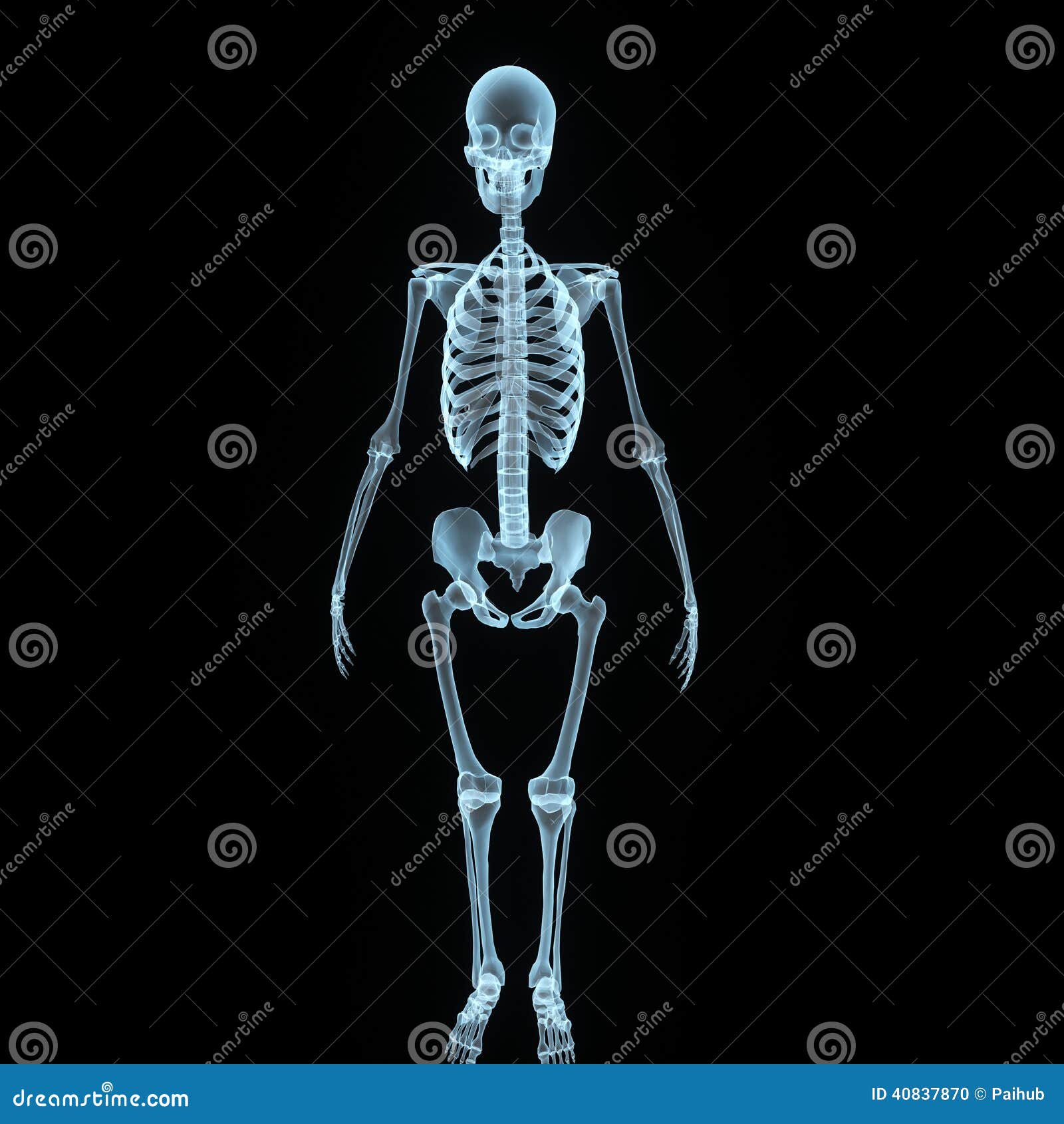 Skeleton front view stock illustration. Illustration of density - 40837870