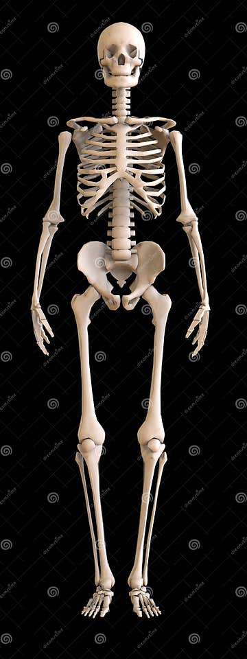 Skeleton Front View. Human Skeleton on Black Background Stock ...