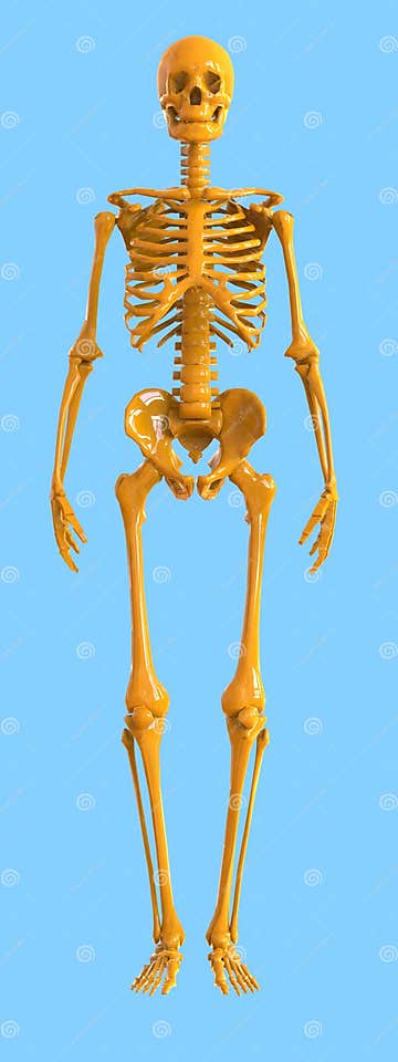 Skeleton Front View. Plastic Layout of the Human Skeleton on Blue ...