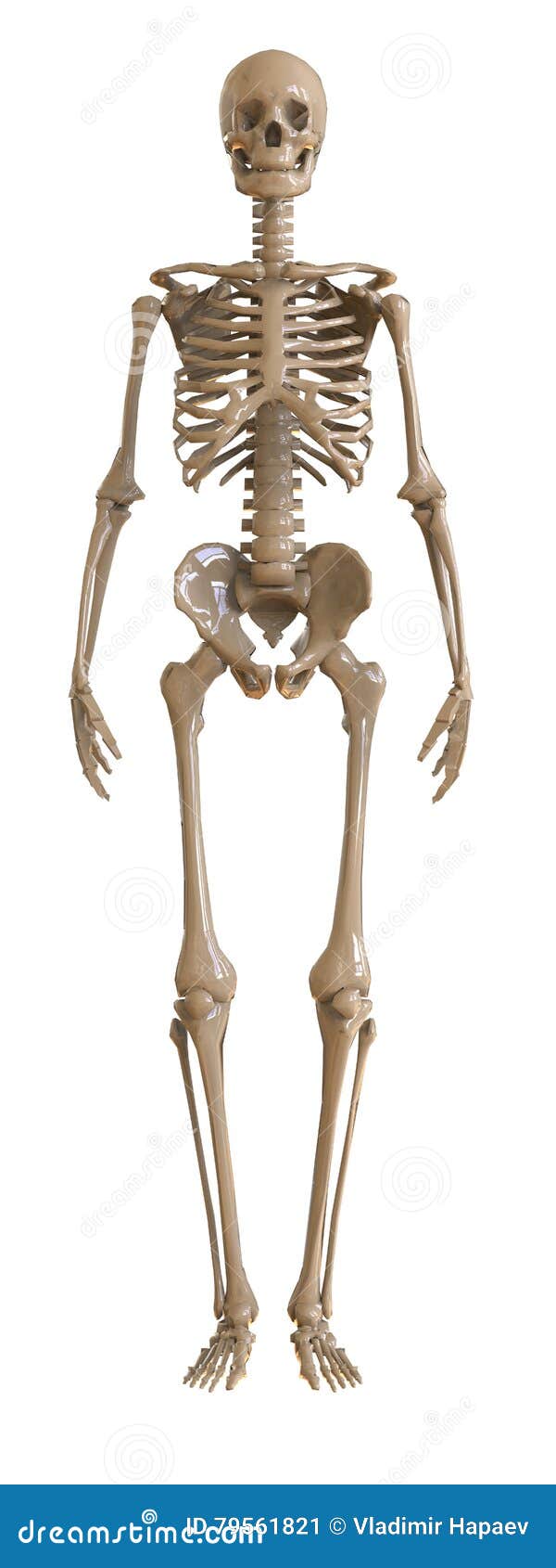 Skeleton Front Anatomy Bones Royalty Free Stock Photo - vrogue.co