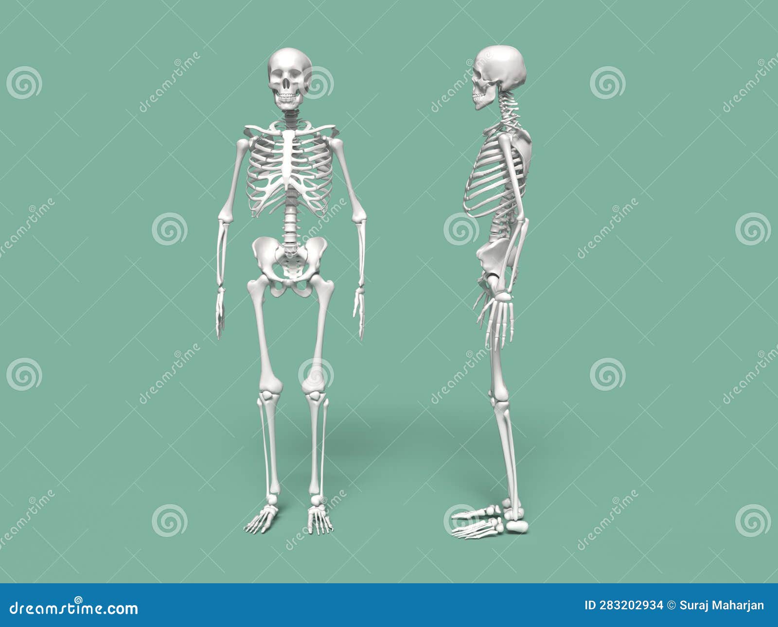 Skeleton Front and Side View in White Background Stock Illustration ...