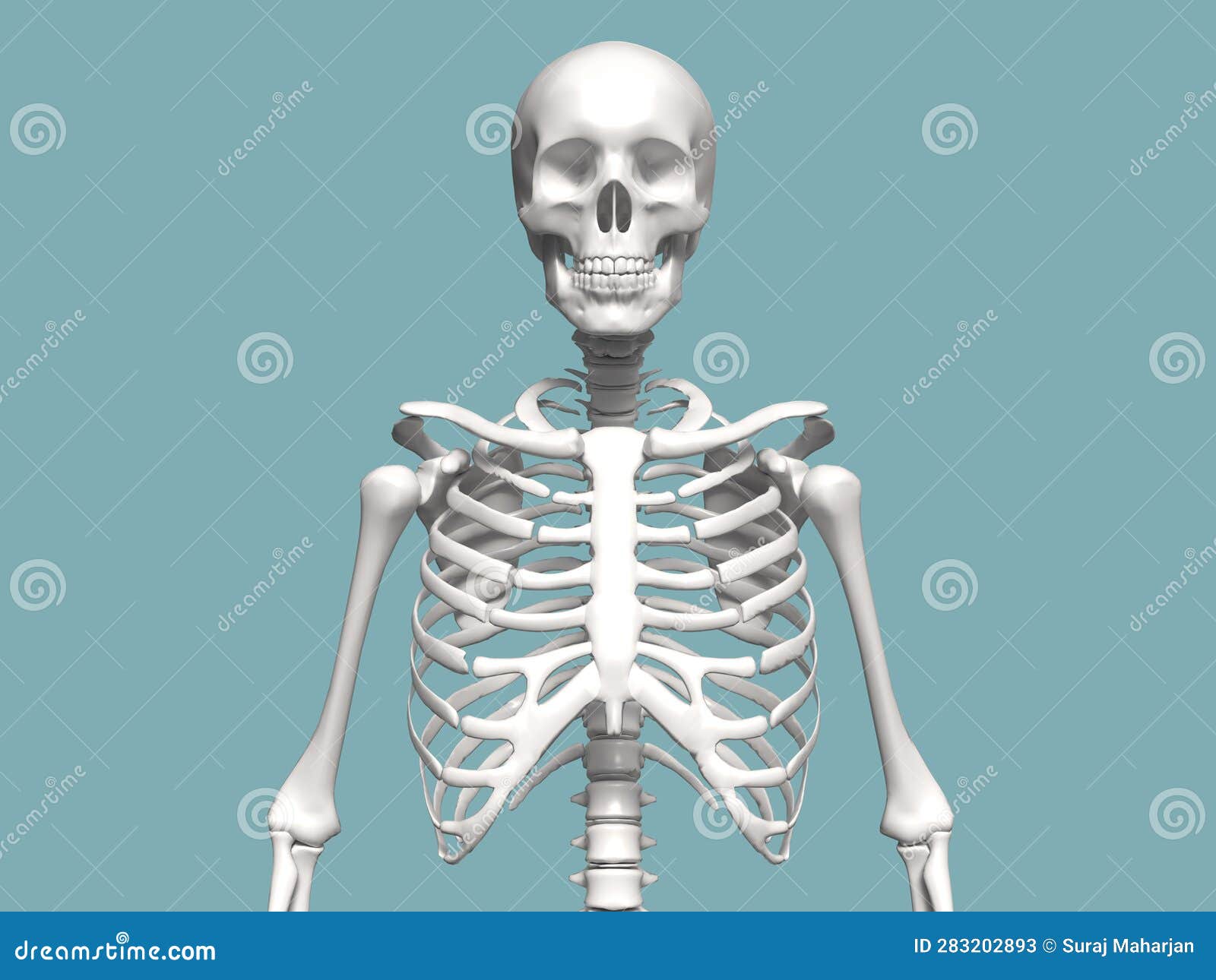Skeleton Front View in White Background Stock Illustration ...