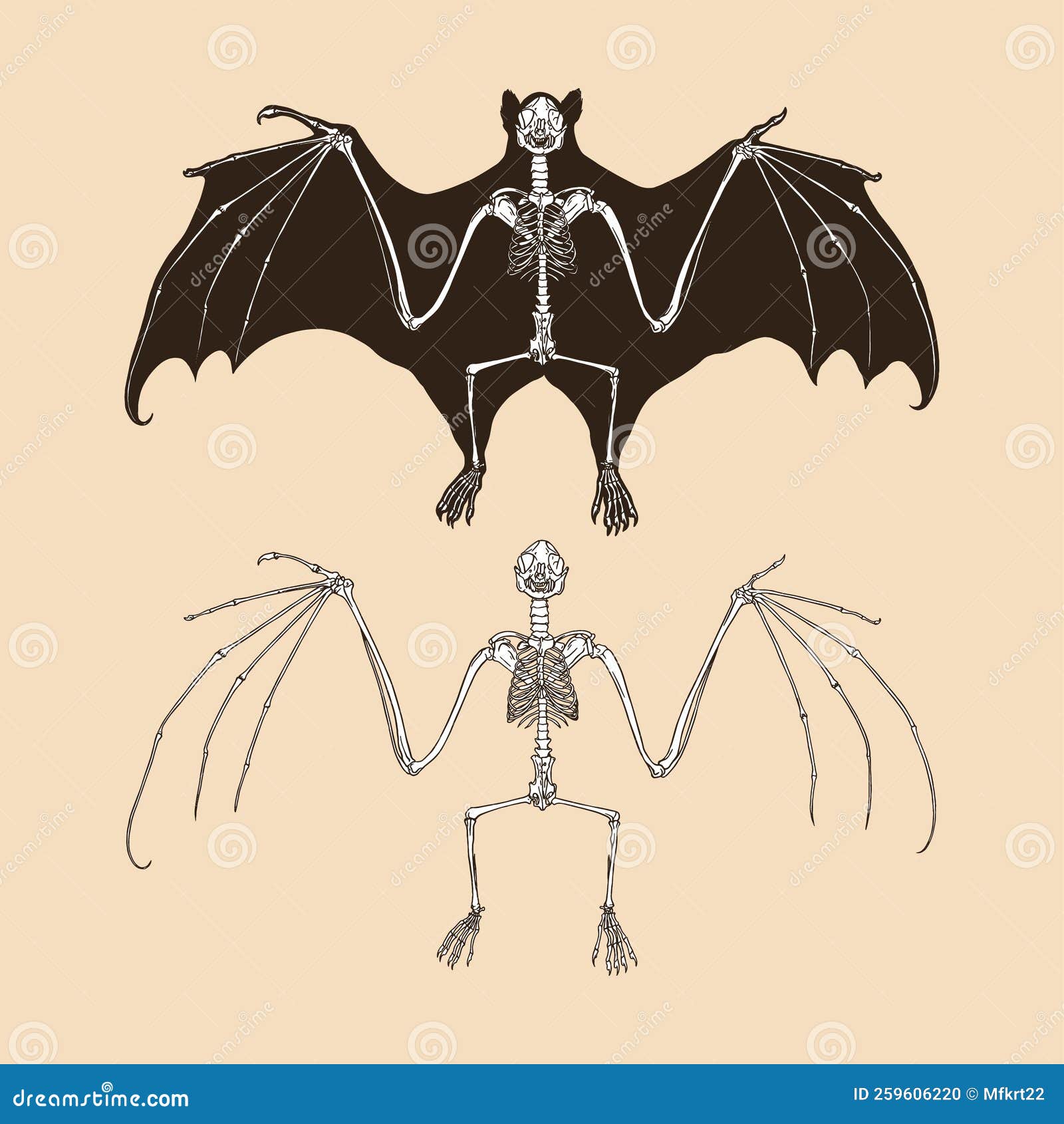 Skeleton Fruit Bat Vector Illustration Stock Vector - Illustration of ...