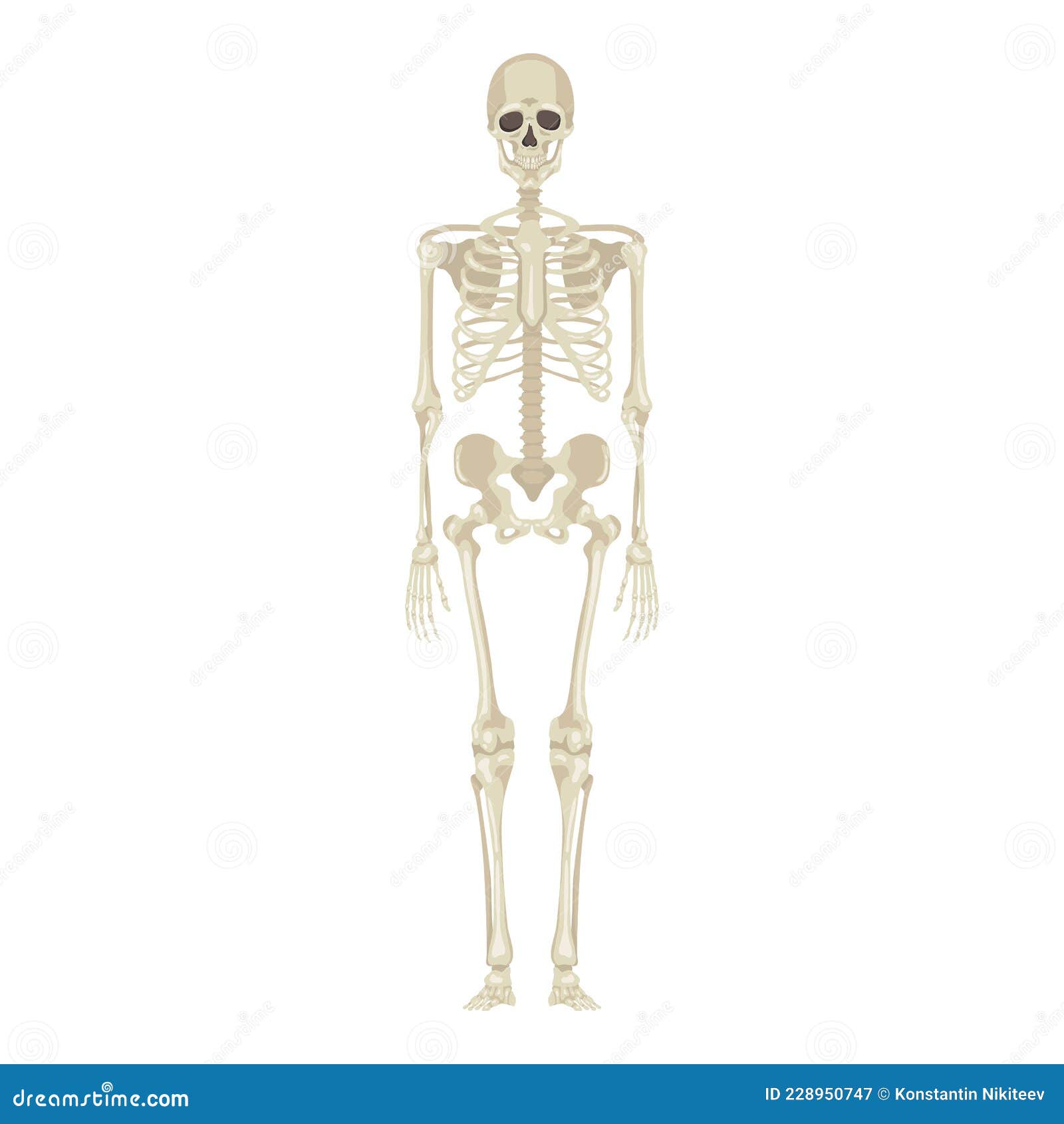 Vector Human Skeleton. Anatomical Illustration | CartoonDealer.com ...