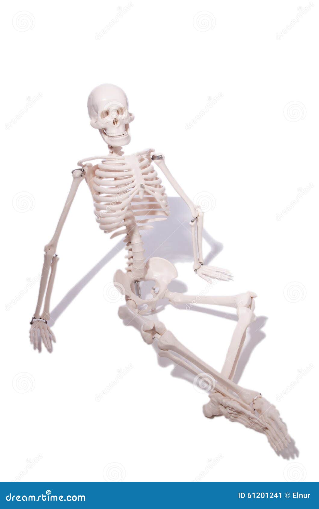The Skeleton in Funny Concept on White Stock Image - Image of horror ...