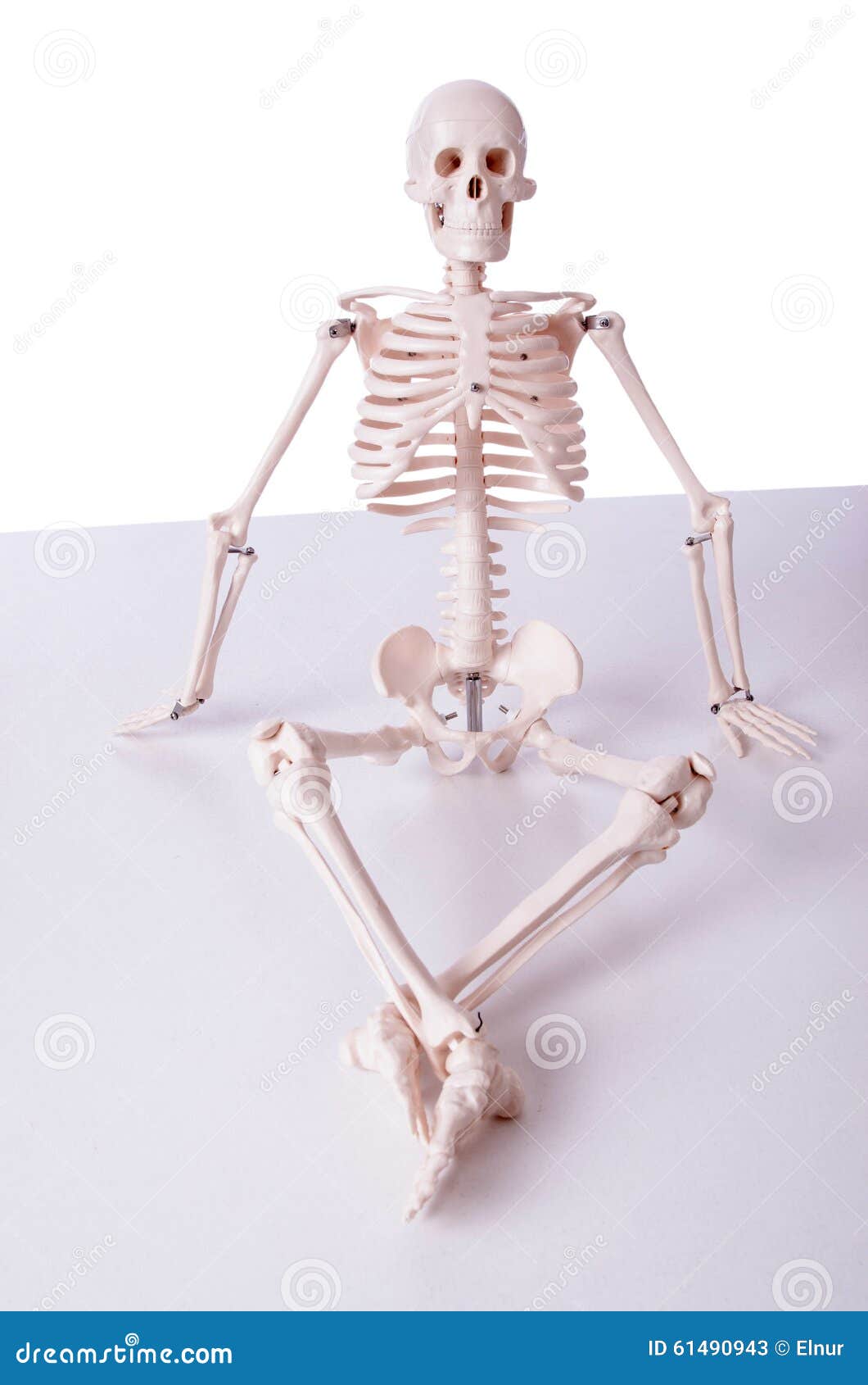 The Skeleton in Funny Concept on White Stock Image - Image of backbone ...