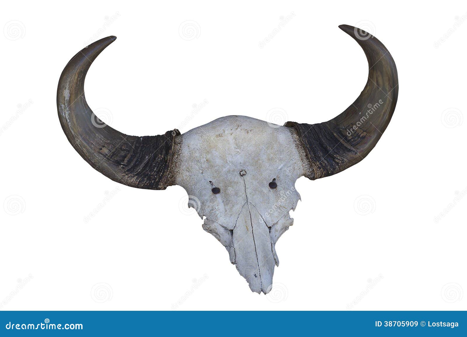 Skeleton of gaur head stock image. Image of decor, design - 38705909