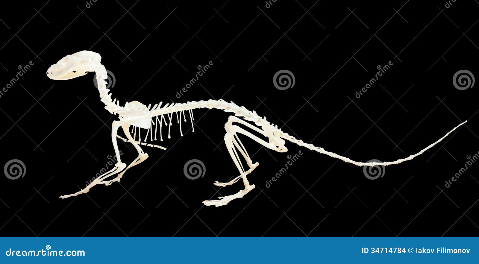 Skeleton of Genet. Isolated Over Black Stock Photo - Image of atomy ...