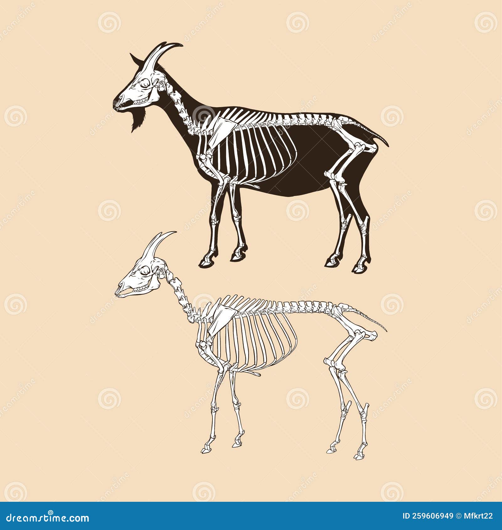 Skeleton Goat Vector Illustration Stock Vector - Illustration of ...