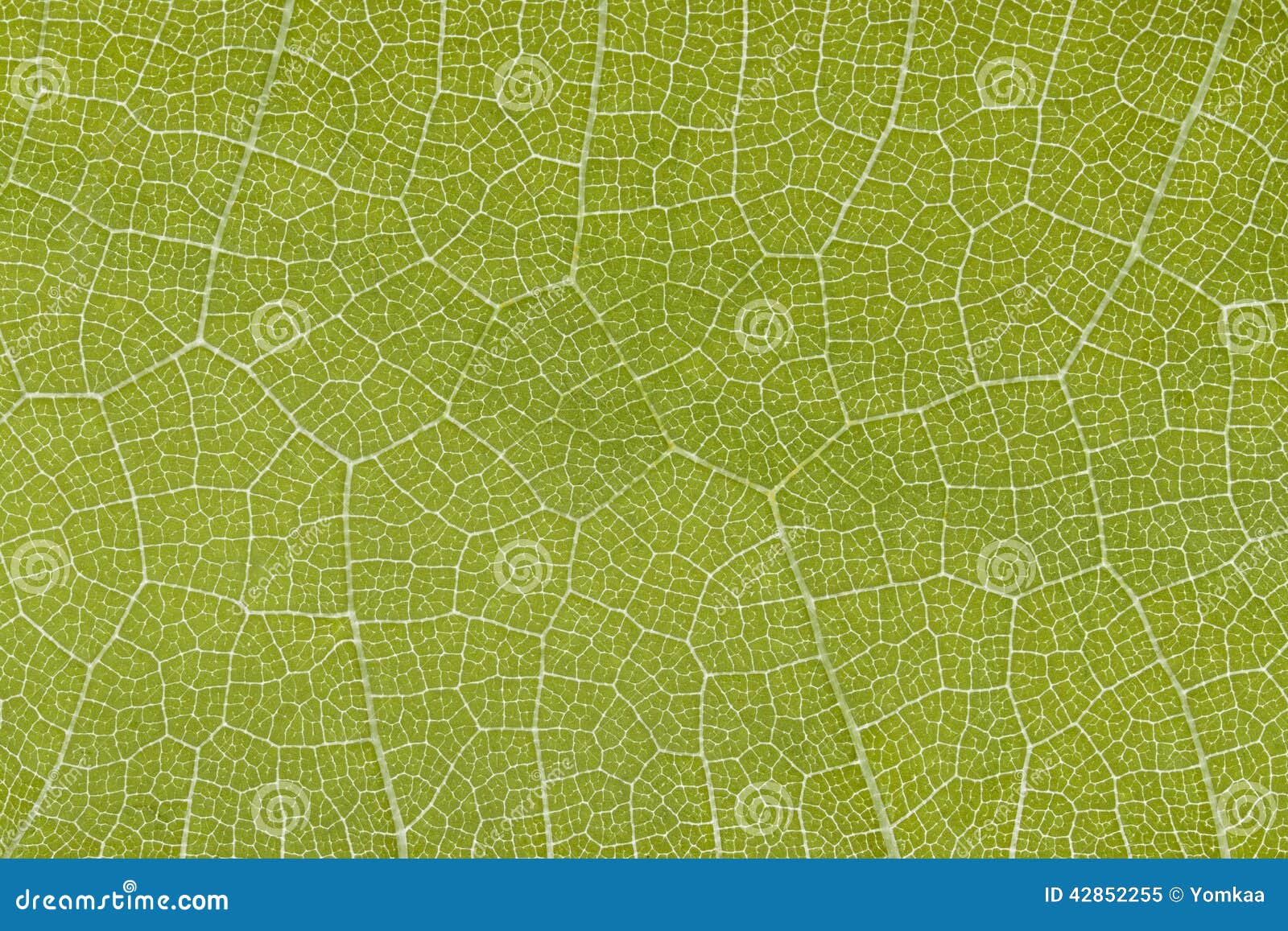 Skeleton of Grape Sheet on a Gleam Stock Image - Image of skeleton ...