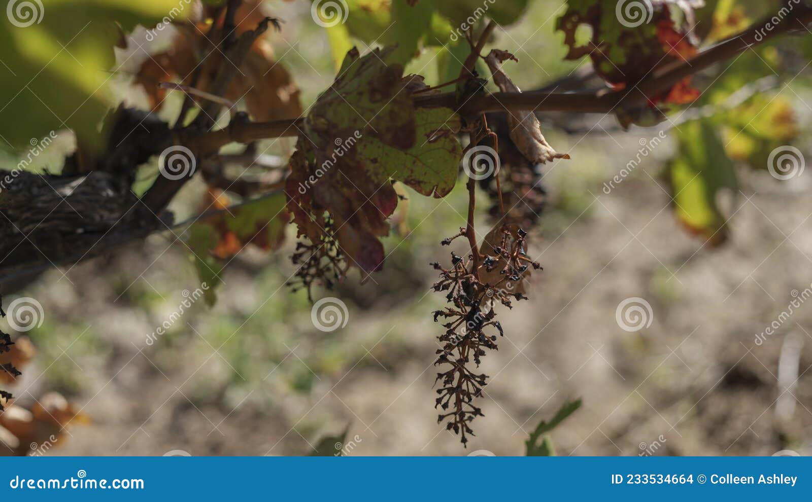 Skeleton of Grapes Left on the Vine after Harvesting Stock Photo ...