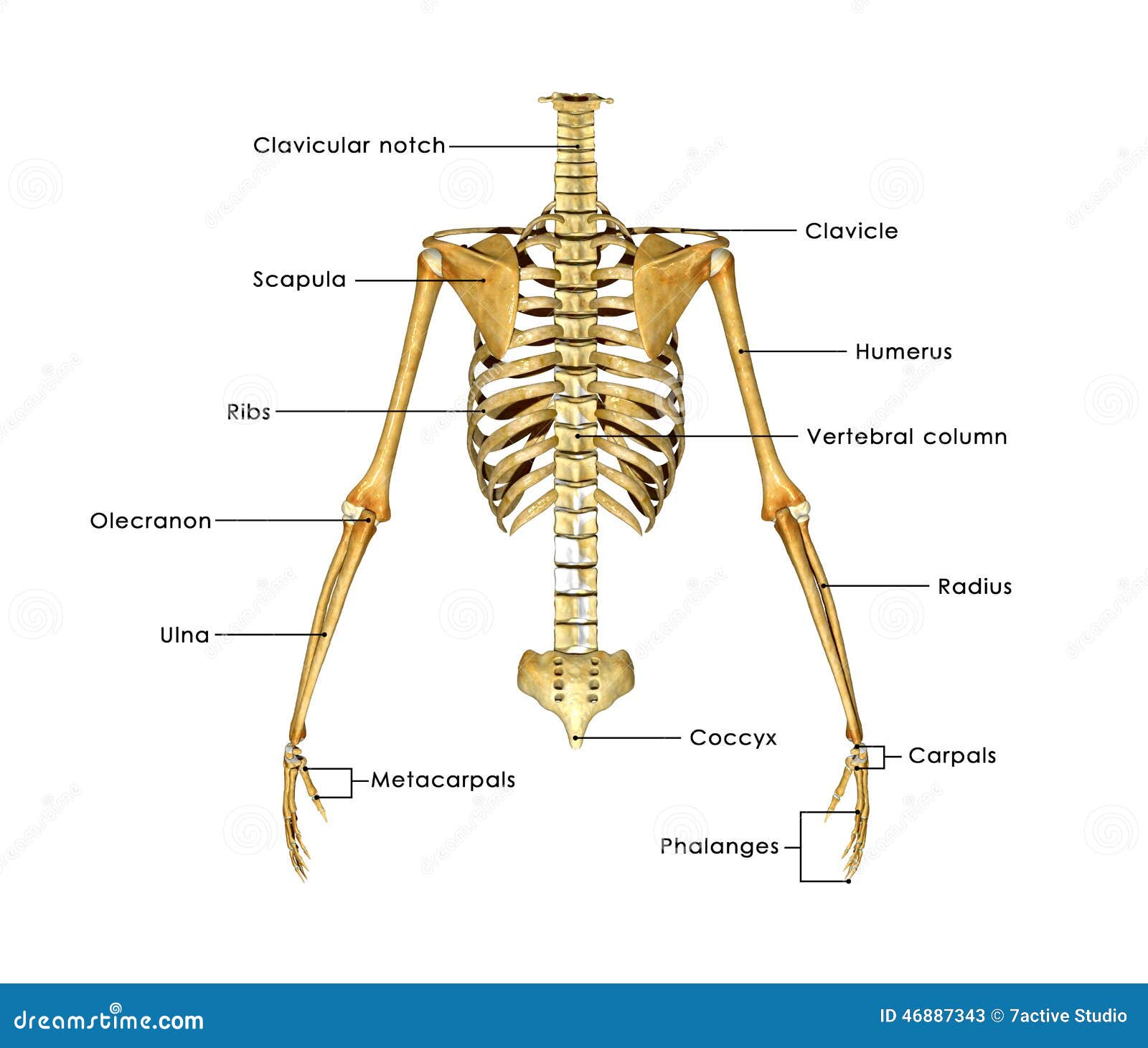 Skeleton half stock illustration. Illustration of model - 46887343
