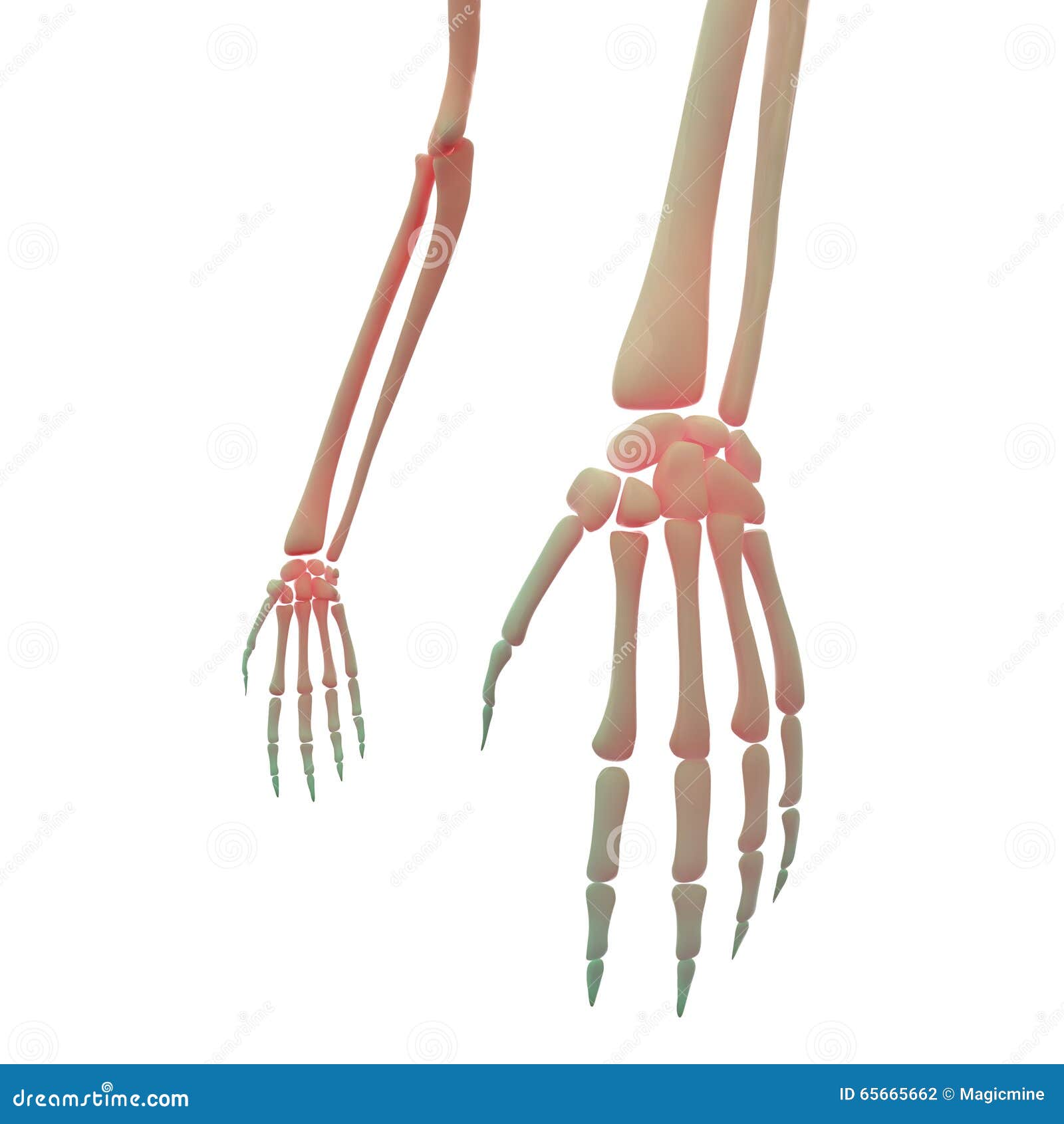 Skeleton Hand and Finger Joints Stock Illustration - Illustration of ...