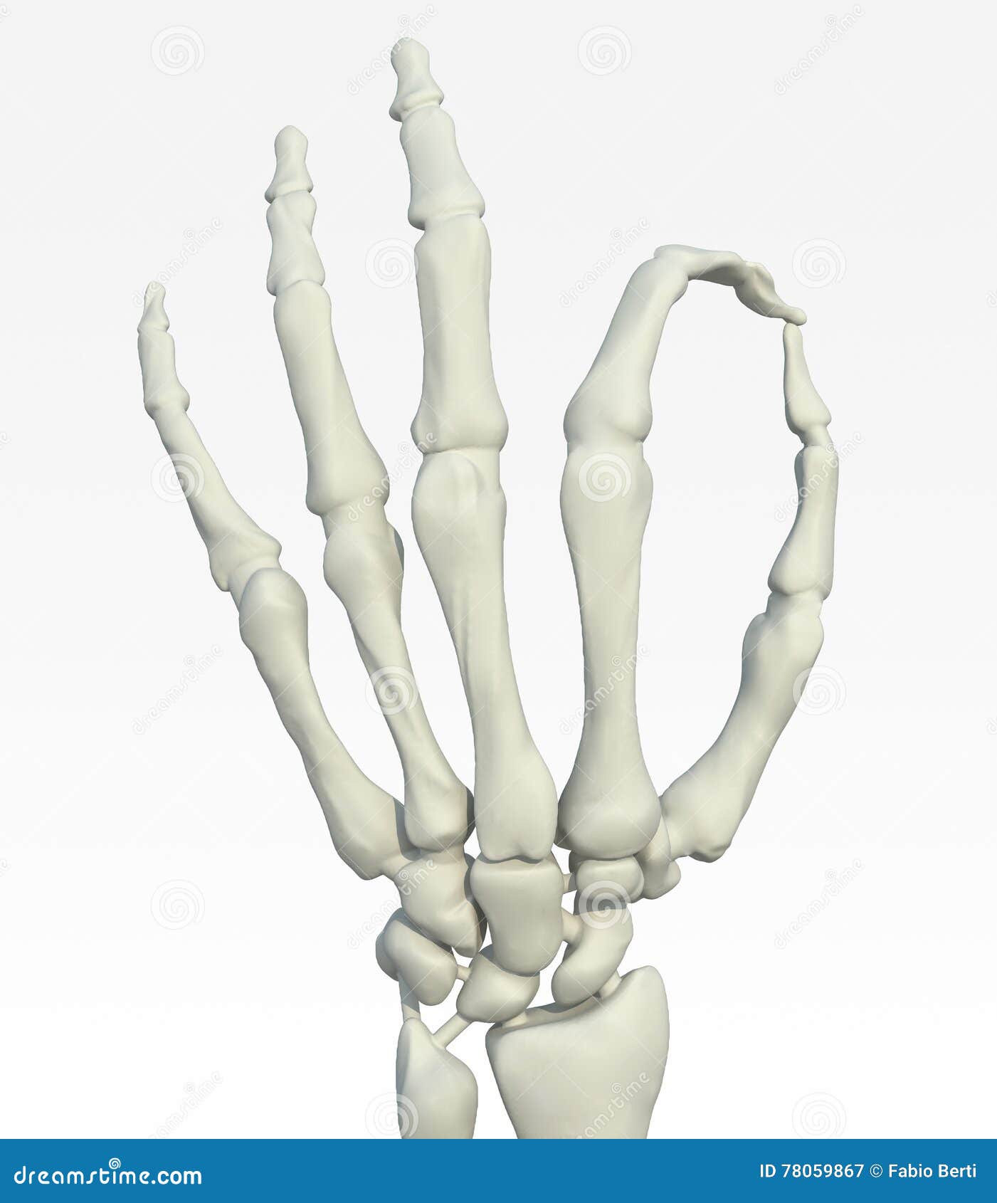 Skeleton Hand Making Ok Gesture Stock Illustration - Illustration of ...