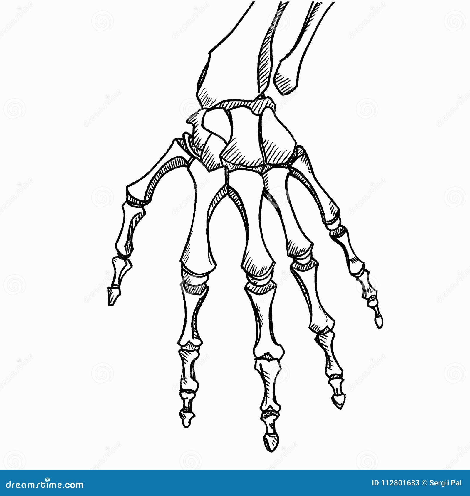 Skeleton Hand Vector. Sketch with Hand Bones Isolated on White ...