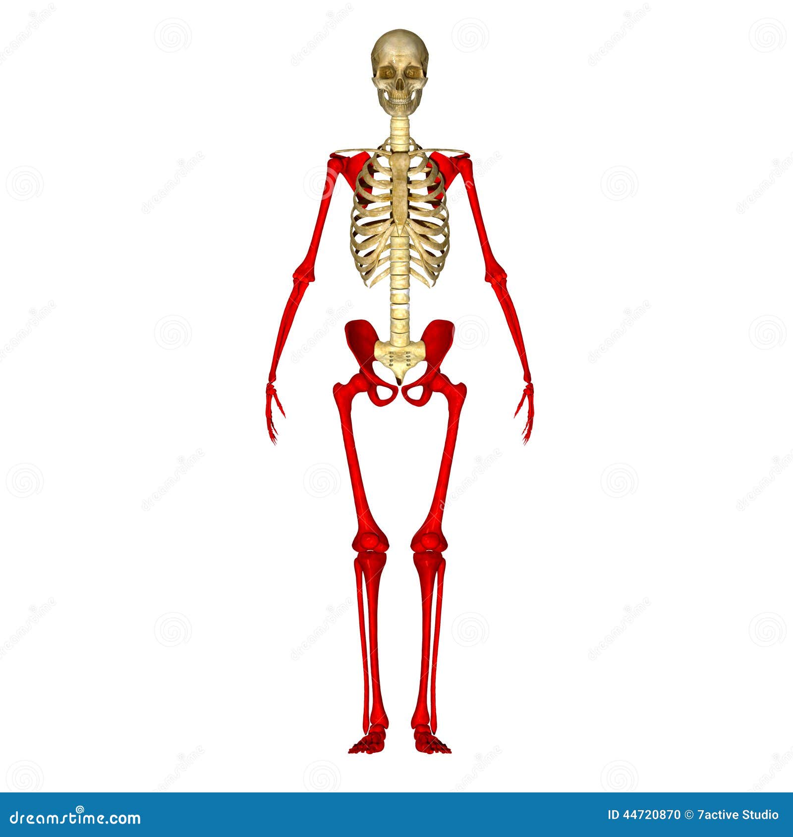 Skeleton Hands And Legs Stock Photography | CartoonDealer.com #44720870
