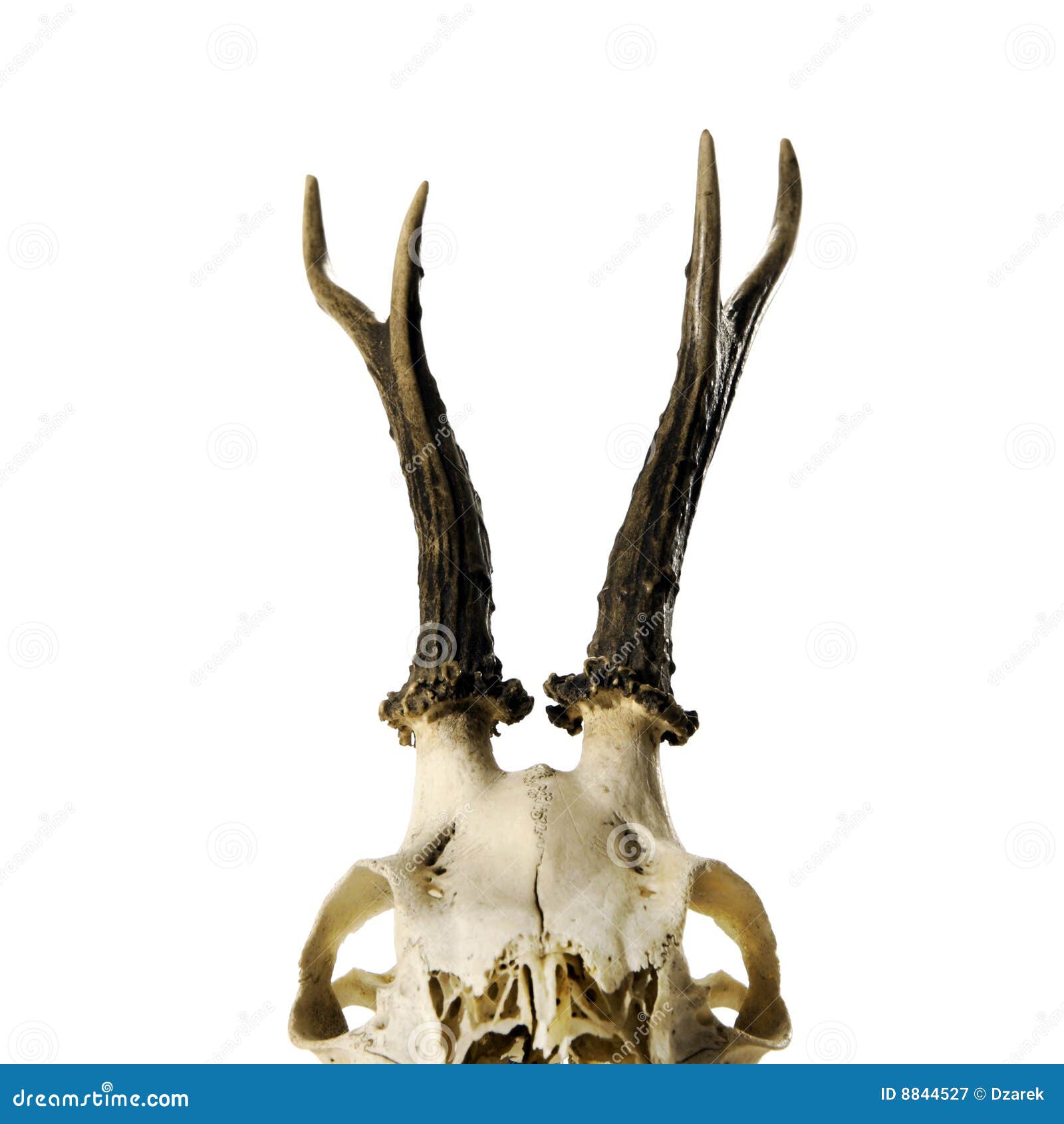 Skeleton Head with Antlers Isolated on White Stock Image - Image of ...