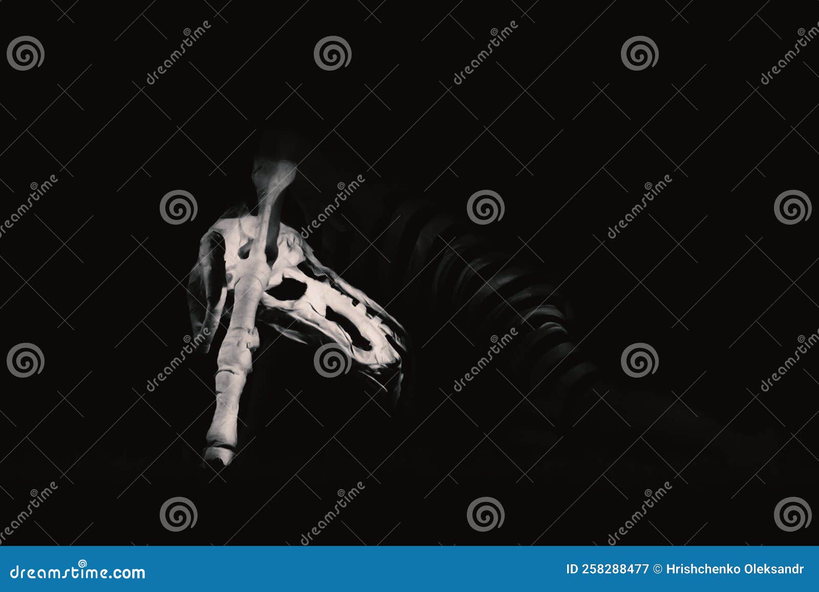 Skeleton Head of a Bull Dressed on a Man Stock Image - Image of cattle ...