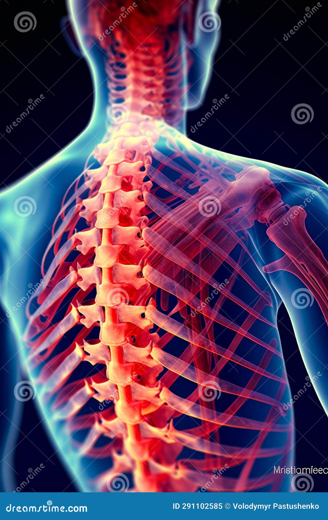 Skeleton with Highlighted Back and Neck Area Showing the Bones ...