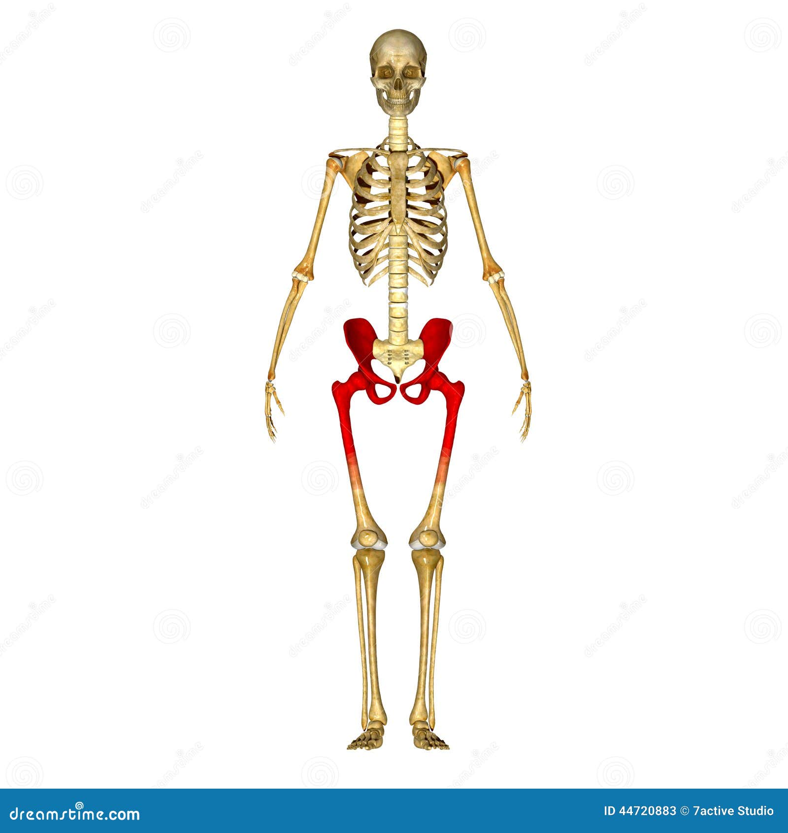 Pubis Skeleton