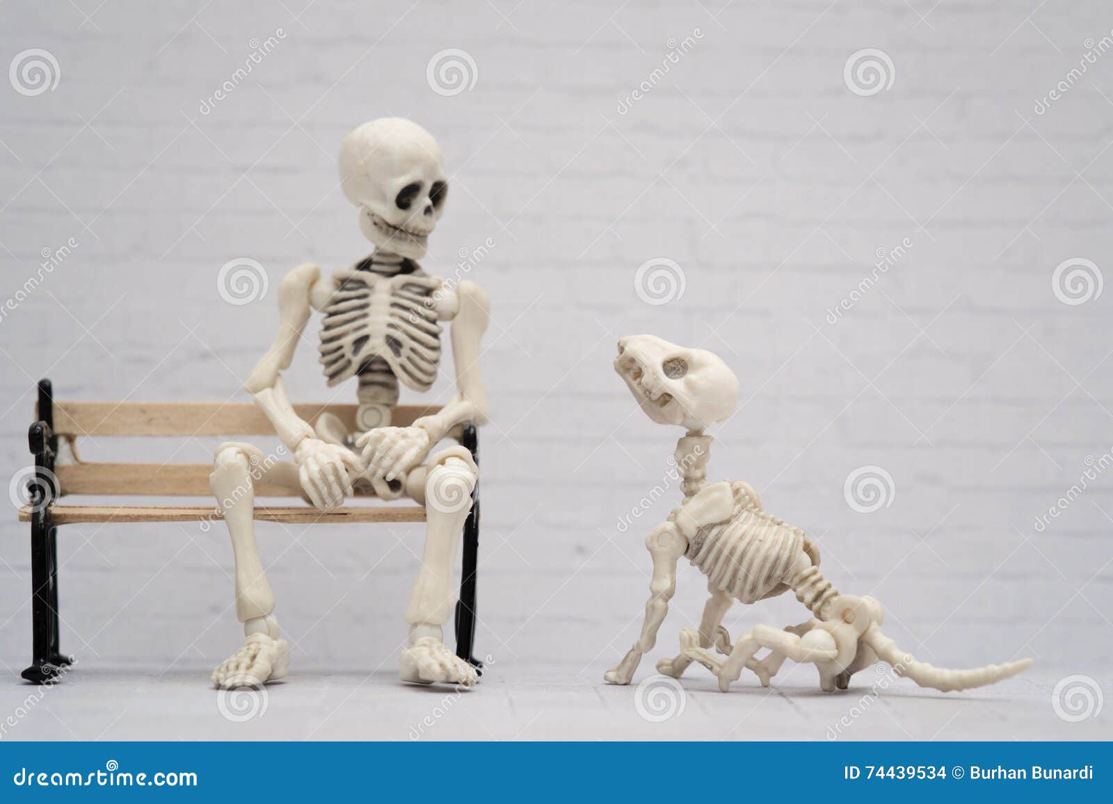 Skeleton and His Skeleton Dog Stock Photo - Image of skull, happy: 74439534