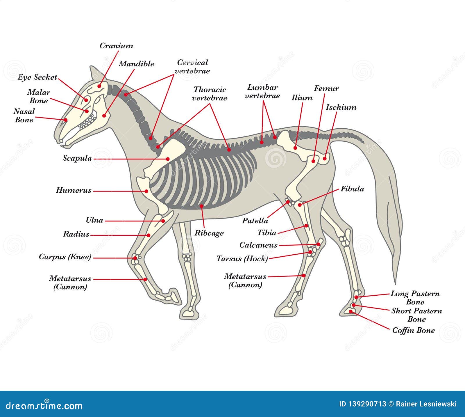 Skeleton of a Horse with the Different Bones Stock Vector ...