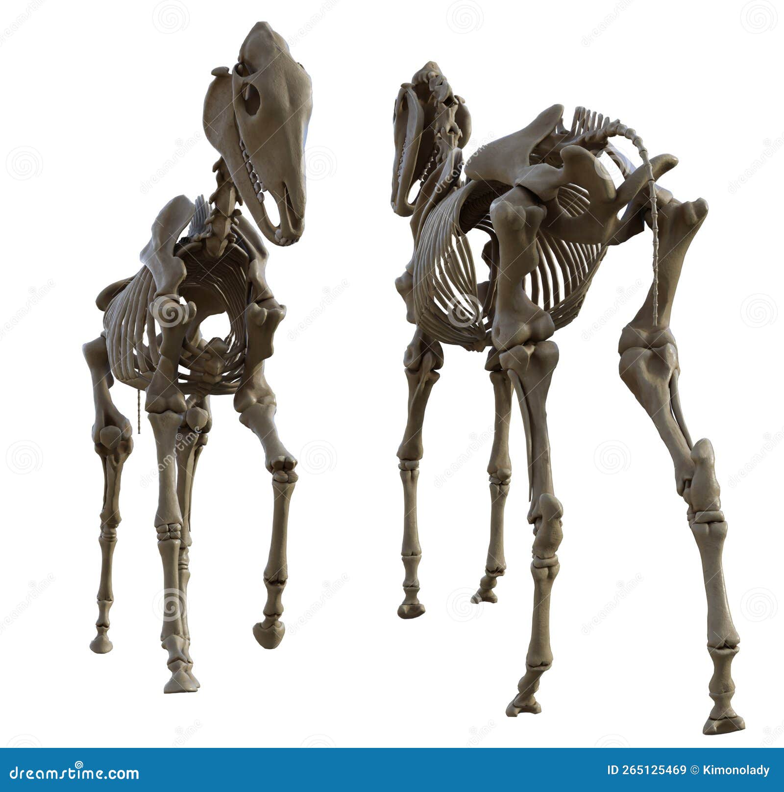 Skeleton Horse stock illustration. Illustration of necromancy - 265125469