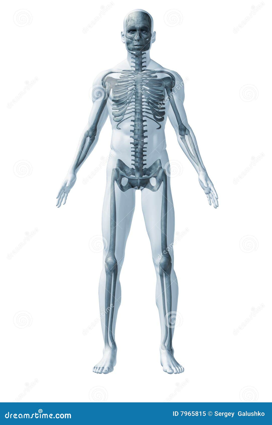 Skeleton human stock illustration. Illustration of rendering - 7965815