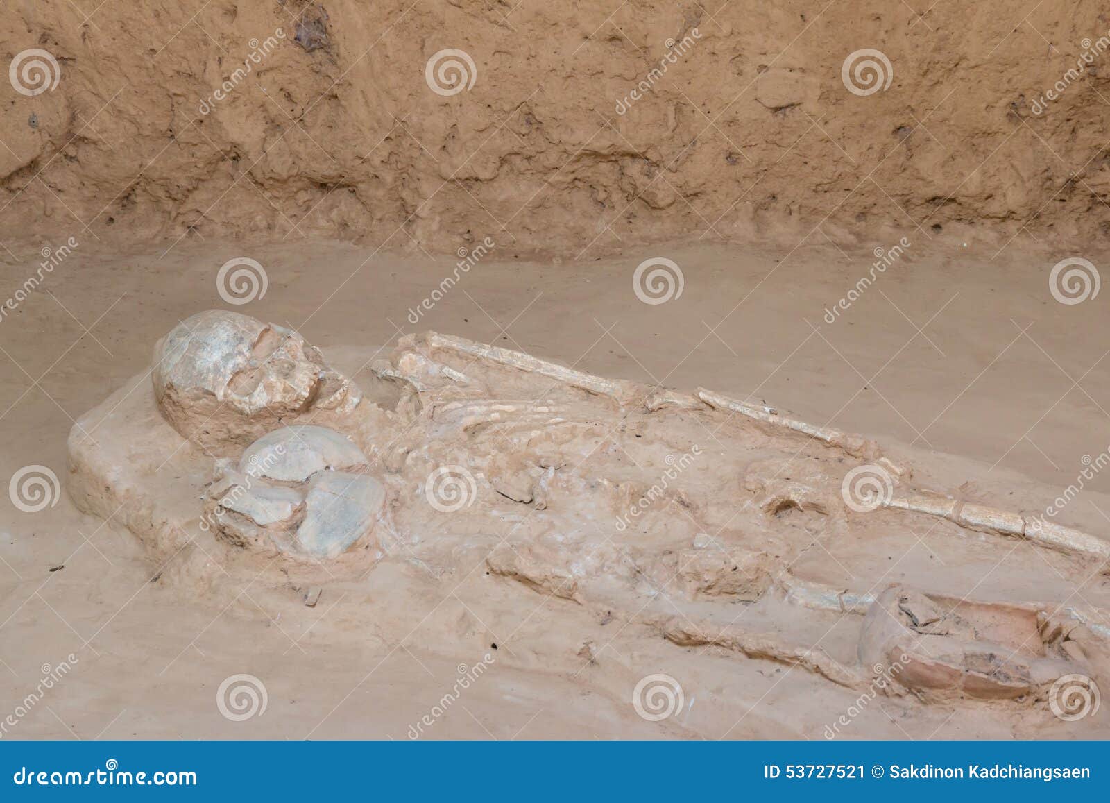 Skeleton human bones stock image. Image of bones, human - 53727521