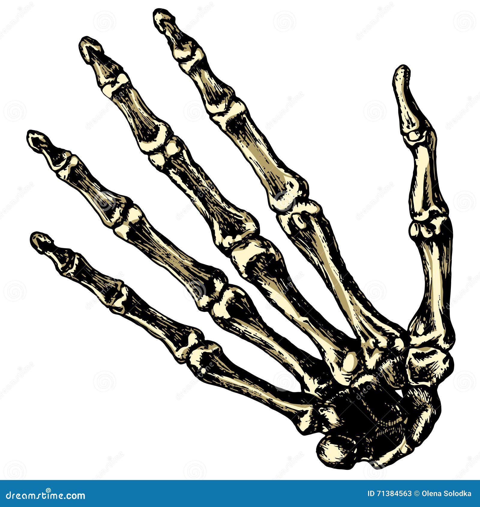 Skeleton Human Anatomy. Vector Halloween Black Skeleton Isolated On ...