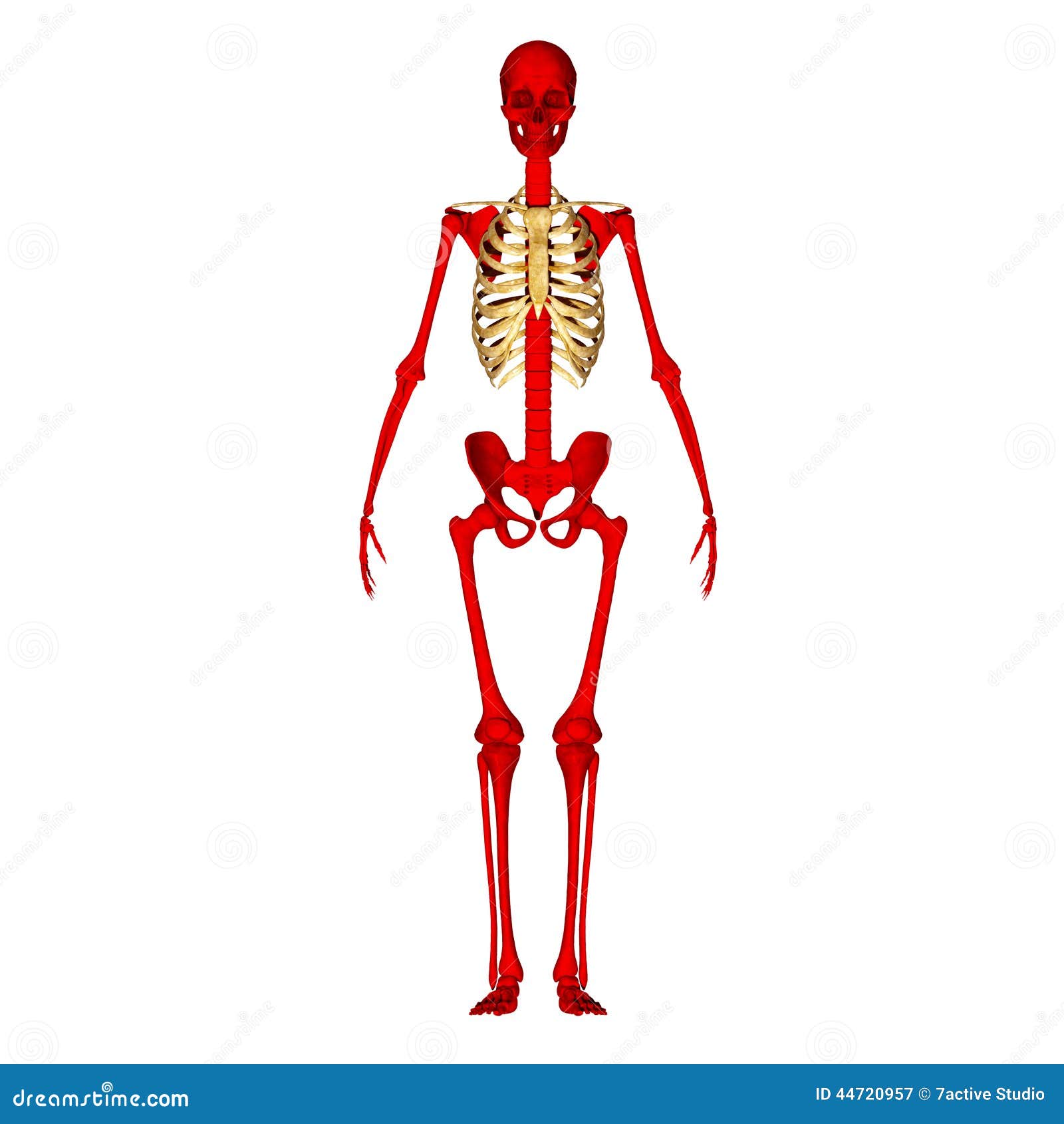Skeleton stock illustration. Illustration of anatomical - 44720957
