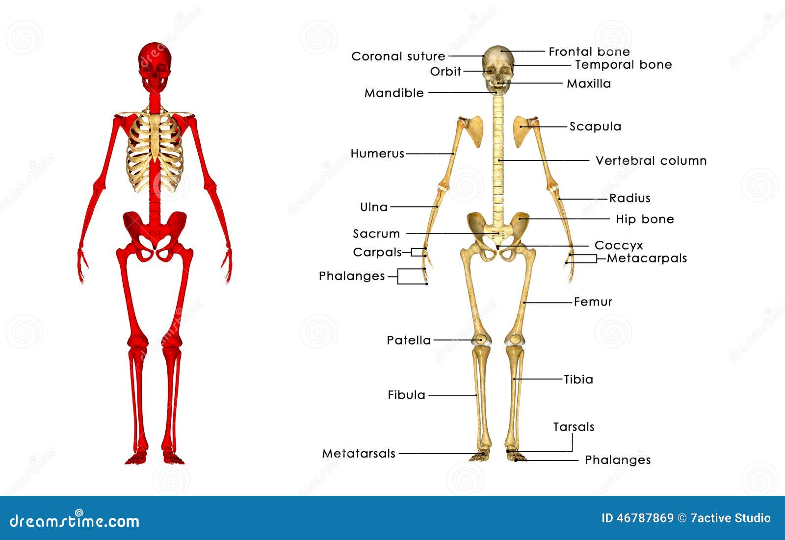 Skeleton stock illustration. Illustration of model, bone - 46787869