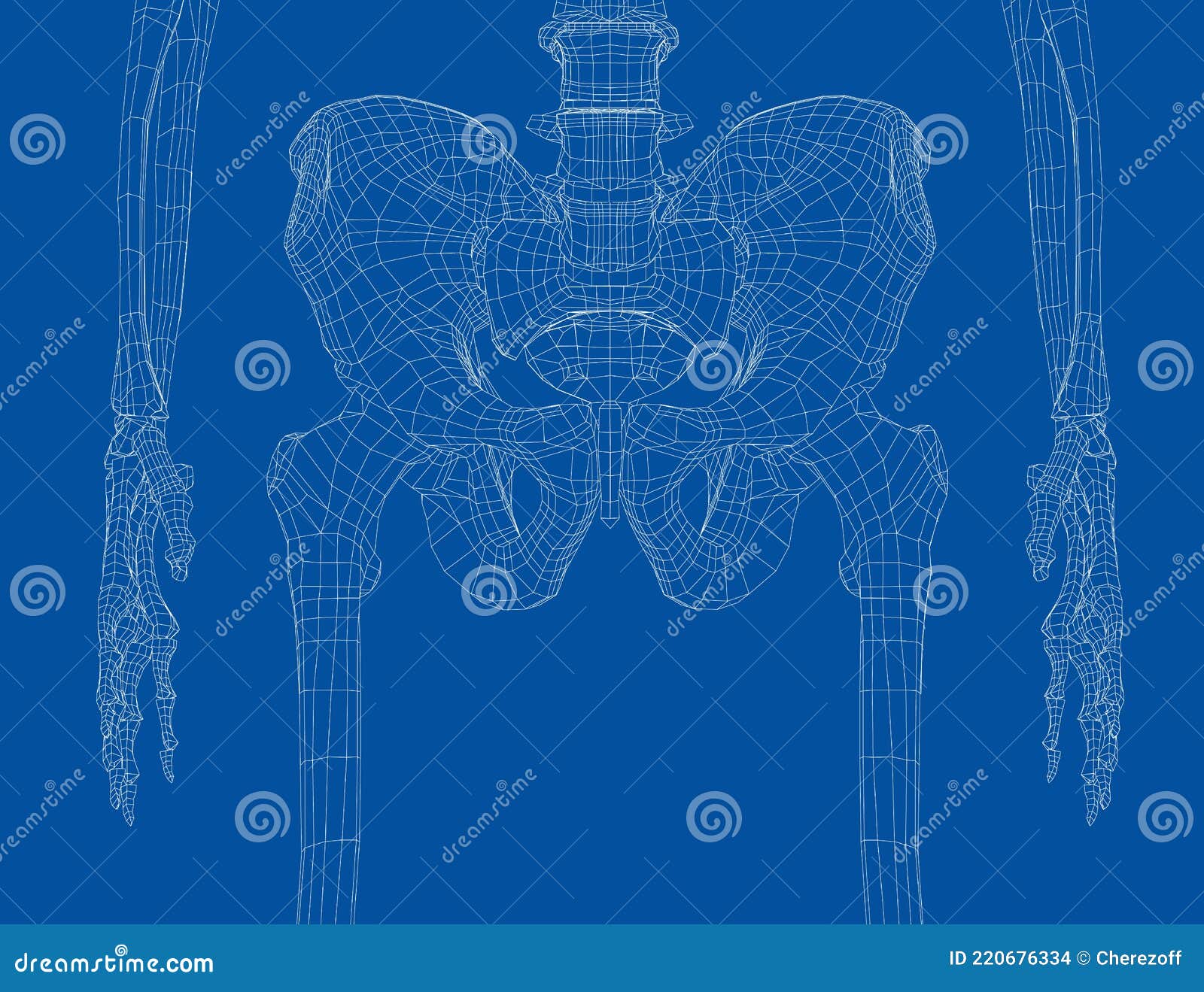 Skeleton of the Human Pelvis. Vector Stock Vector - Illustration of ...