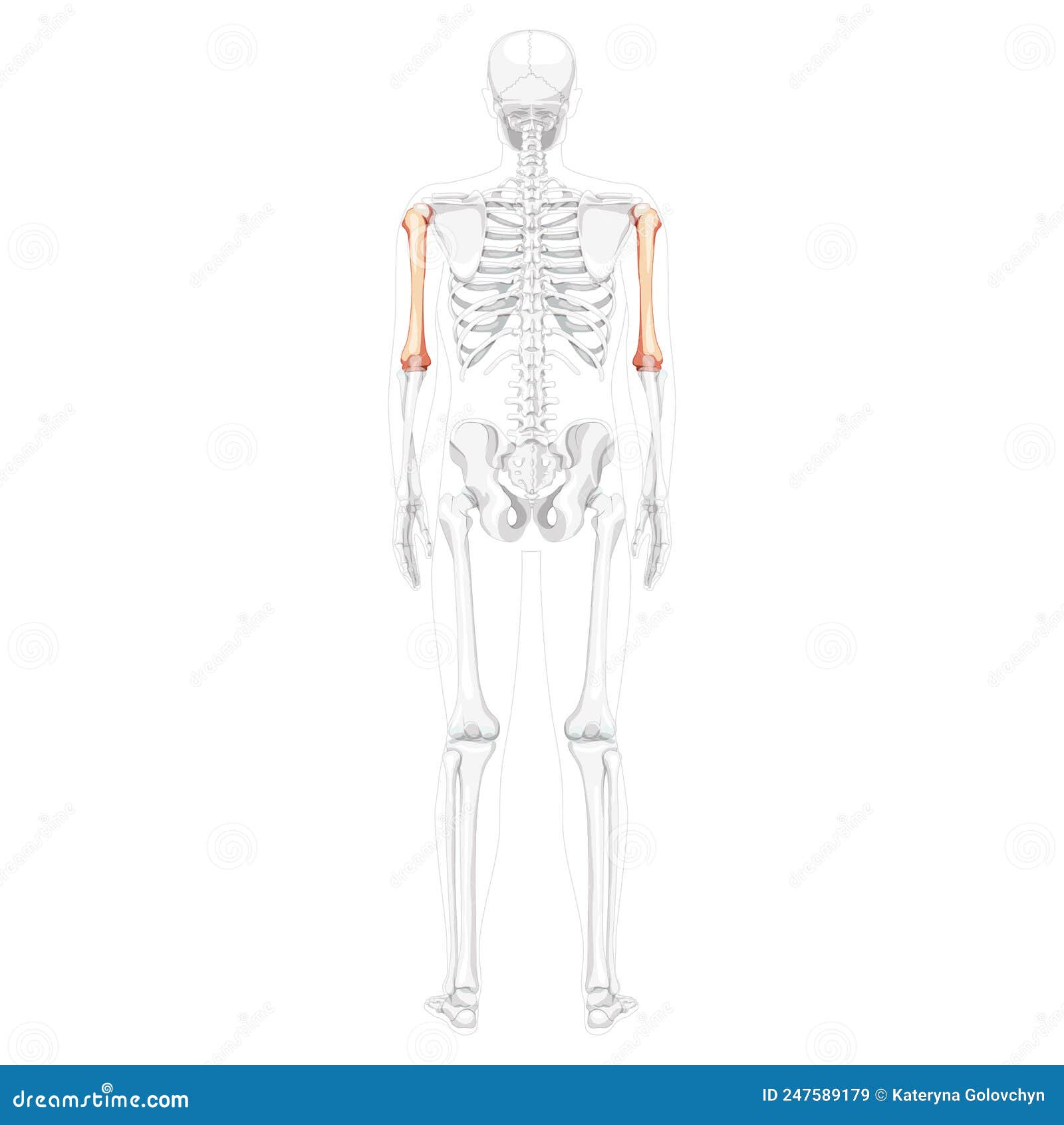 Set Of Skeleton Humerus Arm Human Front Back Side View With Partly ...