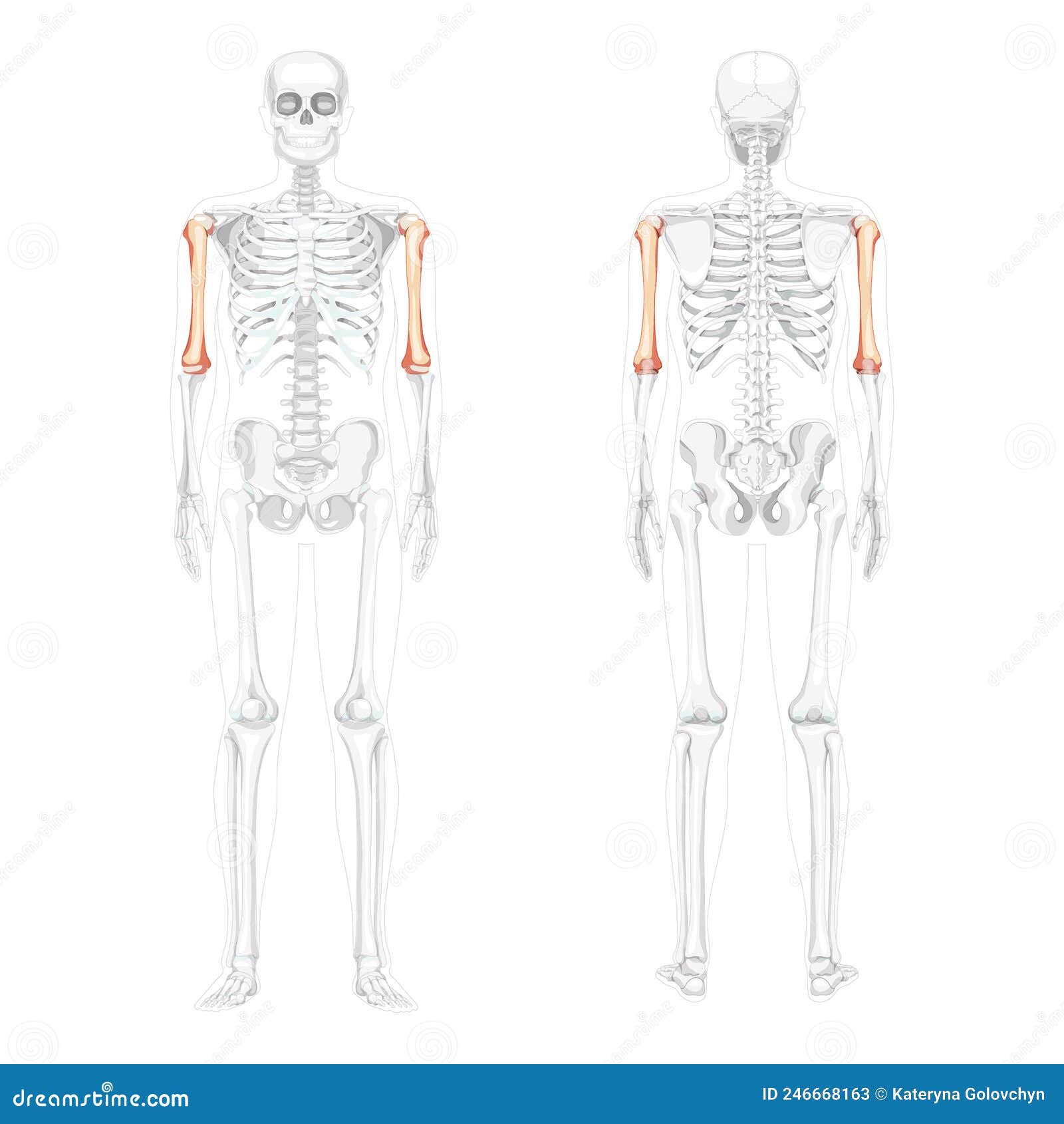 Skeleton Humerus Arm Human Front Back View with Partly Transparent ...